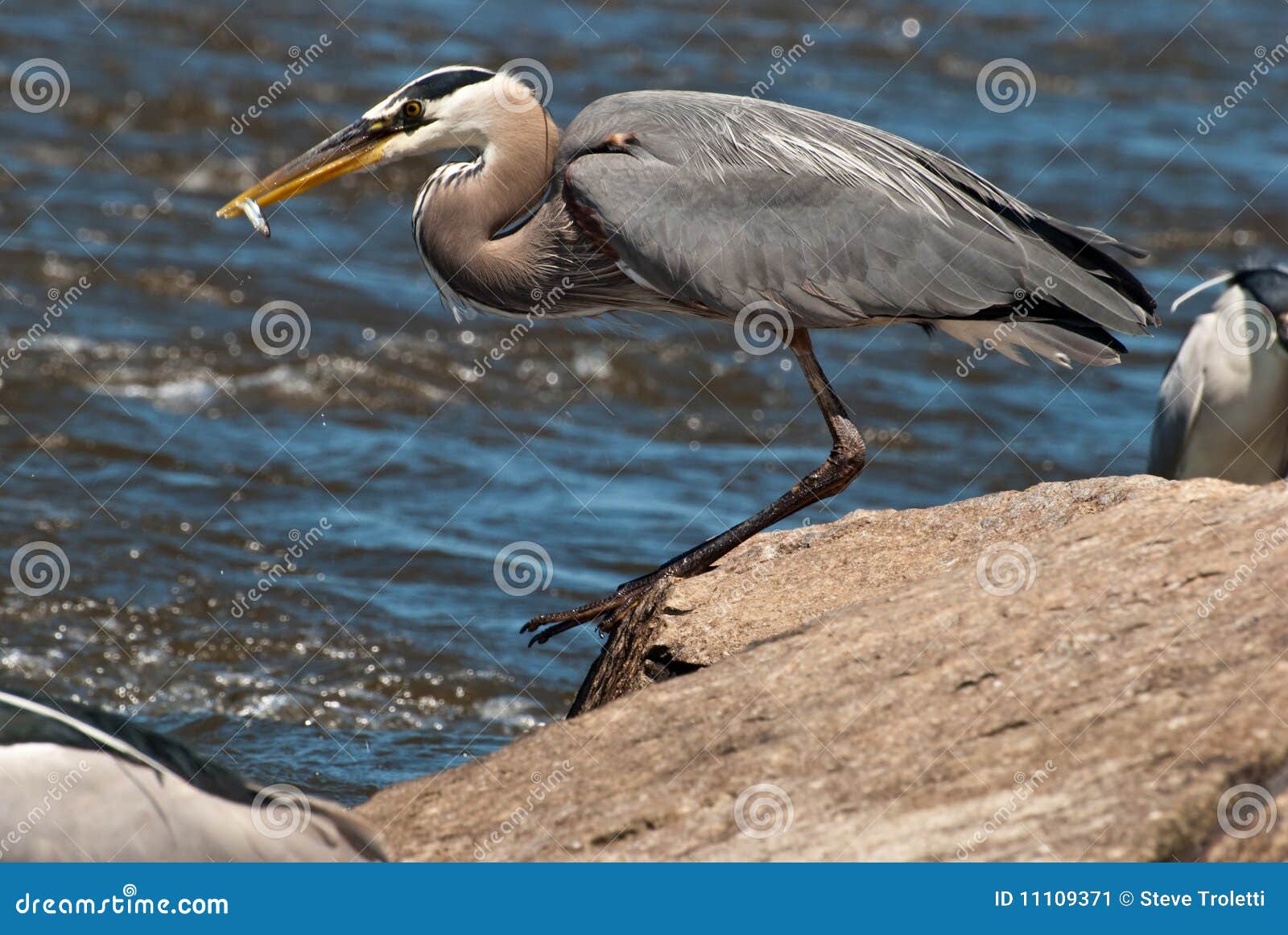 Great Blue Heron with Fish in Beak Stock Image - Image of montreal ...