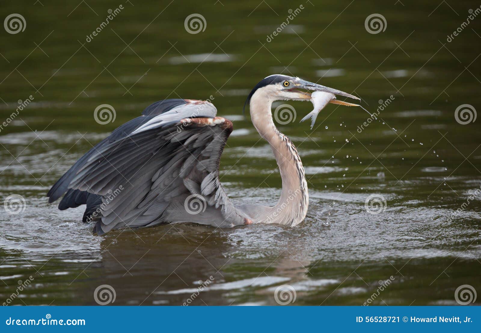Great Blue Heron with a Fish Stock Image - Image of virginia, animal ...