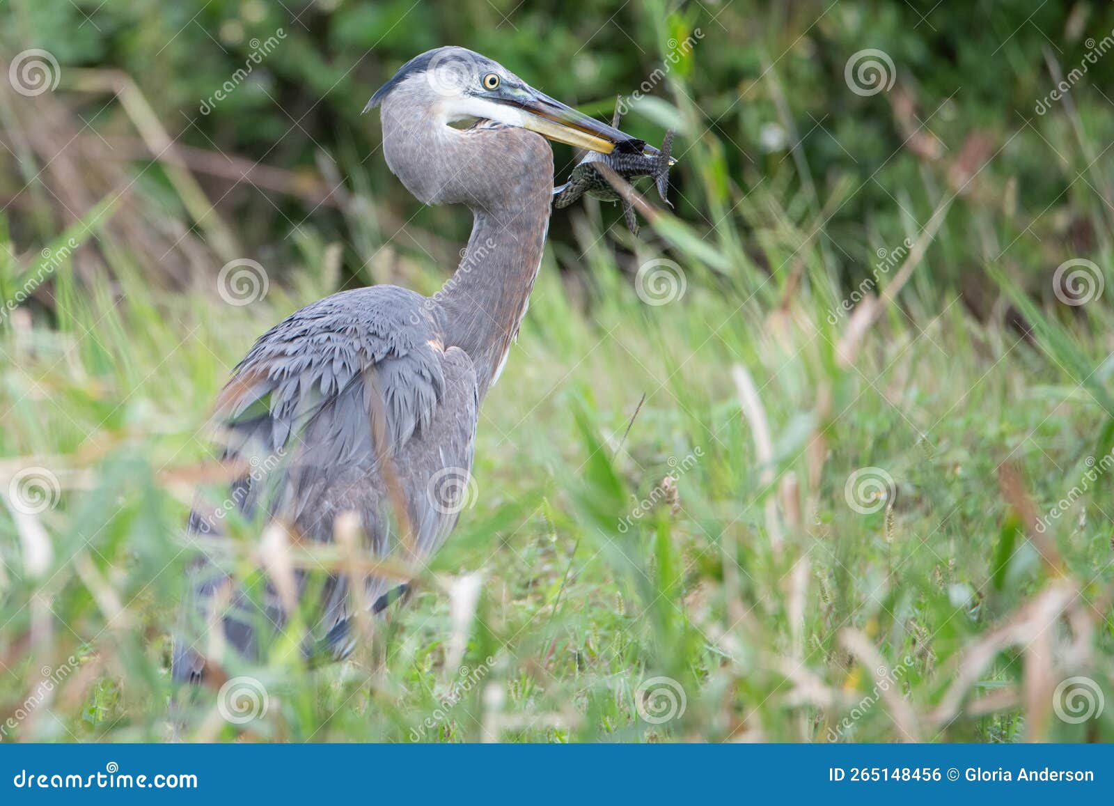 Great Blue Heron with a Fish he Just Caught Stock Photo - Image of ...