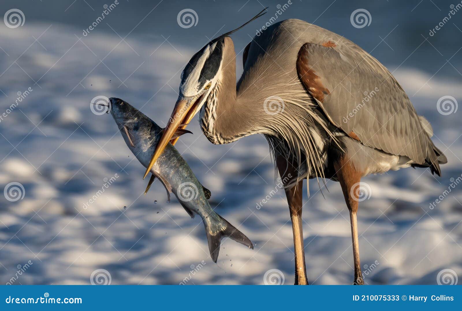 Great Blue Heron Fishing in Florida Stock Image - Image of hawk ...