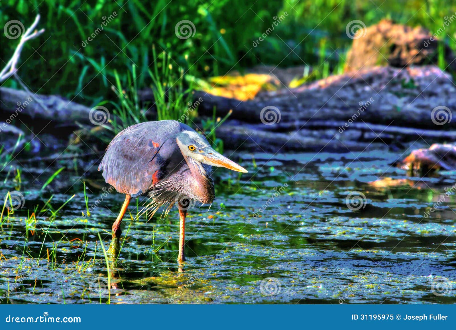 Great Blue Heron Fishing in High Dynamic Range Hdr Stock Image - Image ...