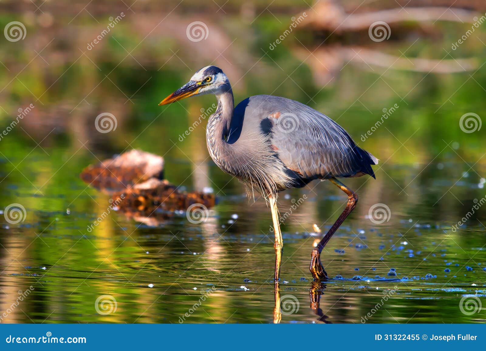 Great Blue Heron Fishing in High Dynamic Range Stock Image - Image of ...