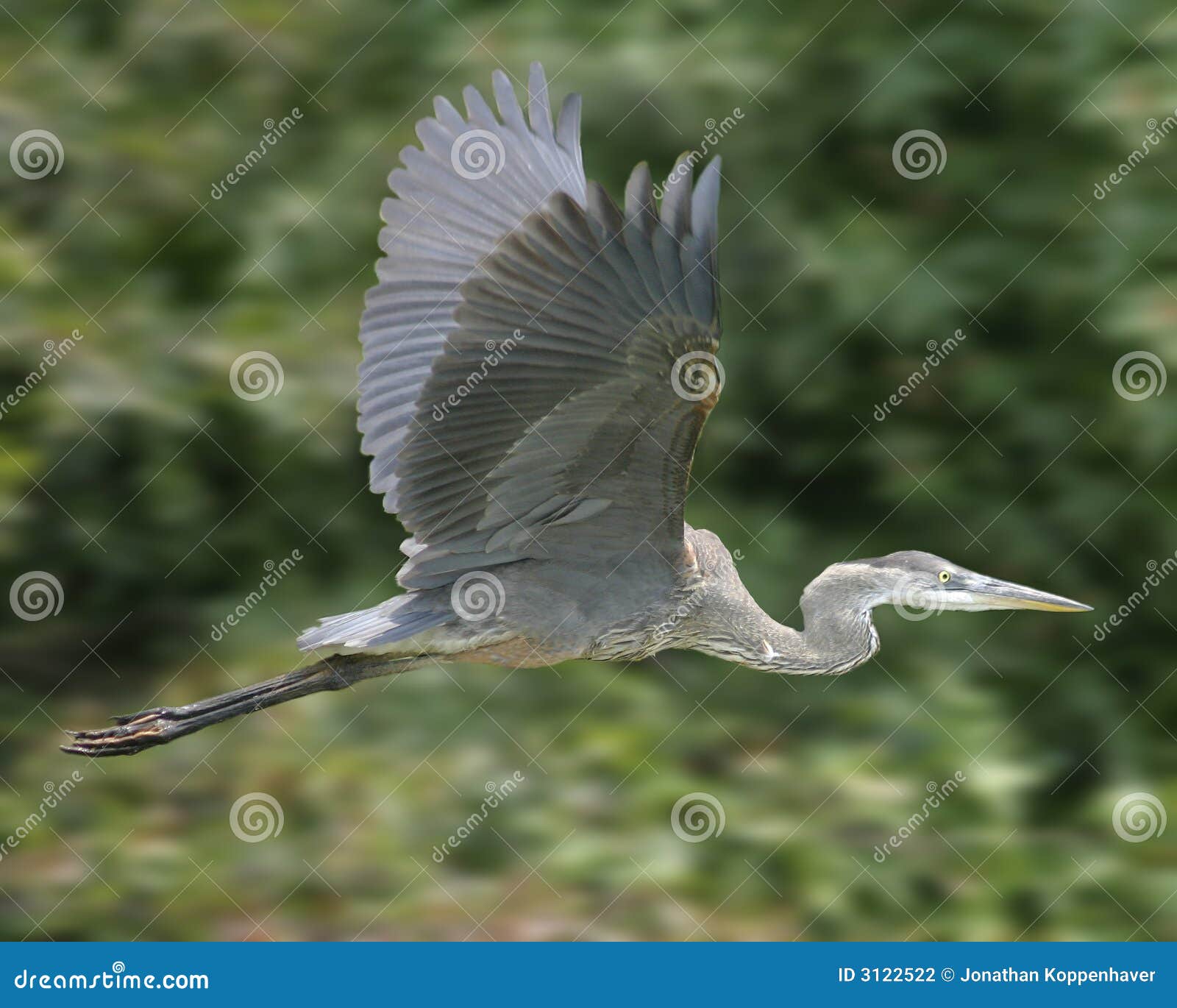 Great Blue Heron in flight stock photo. Image of motion - 3122522