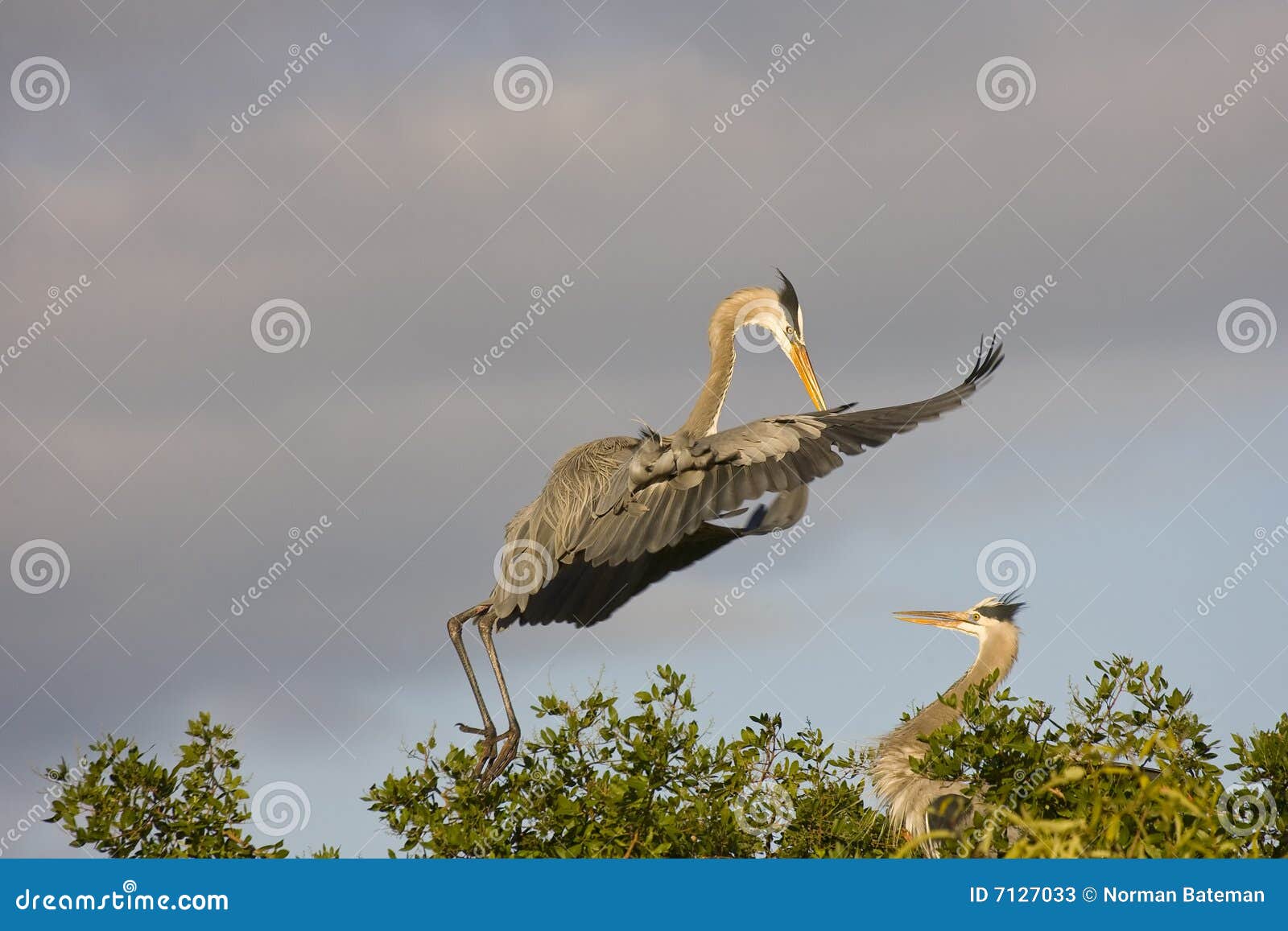 Great Blue Heron in flight stock image. Image of blue - 7127033