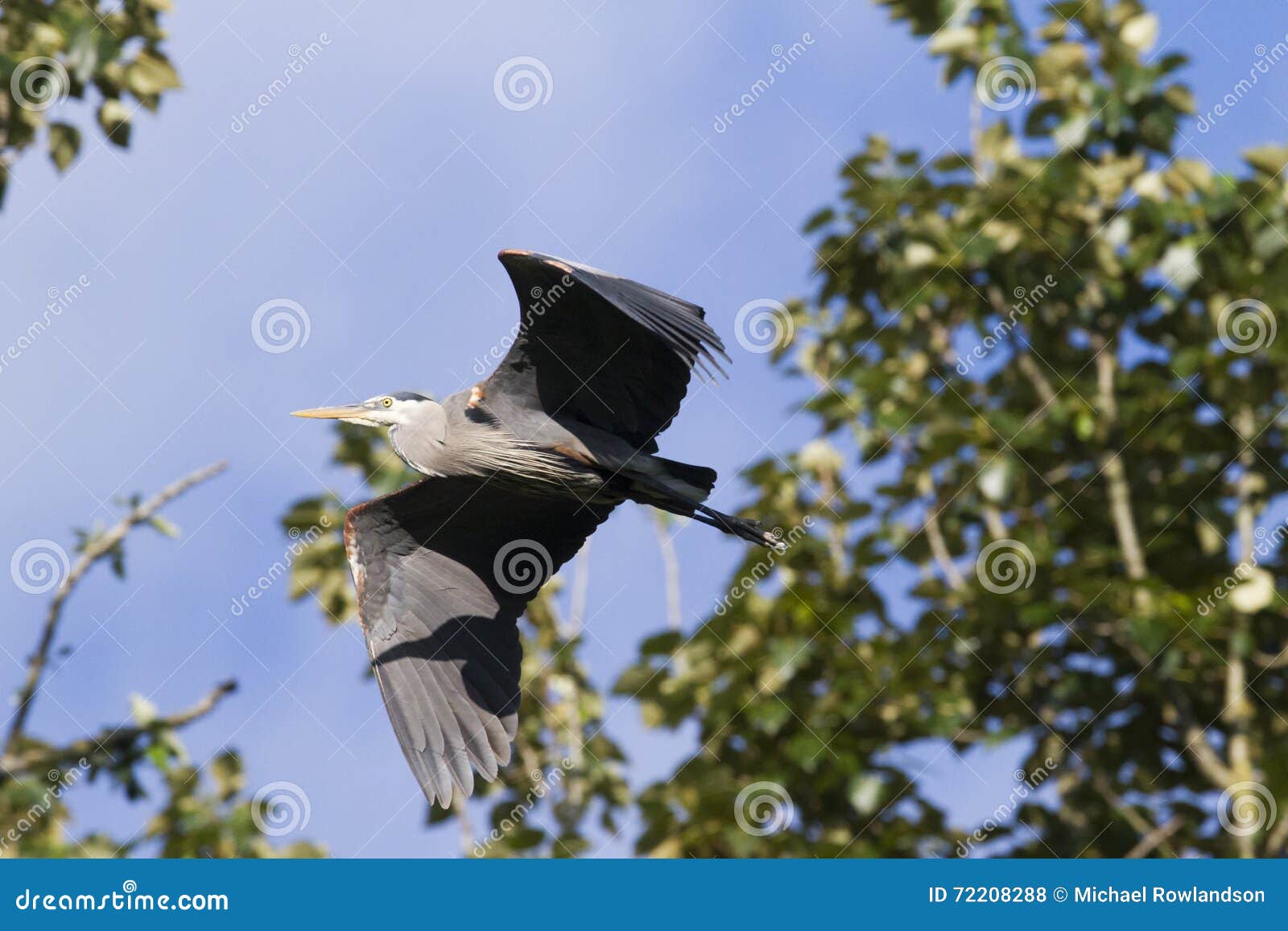 Great Blue Heron in Flight stock photo. Image of nesting - 72208288