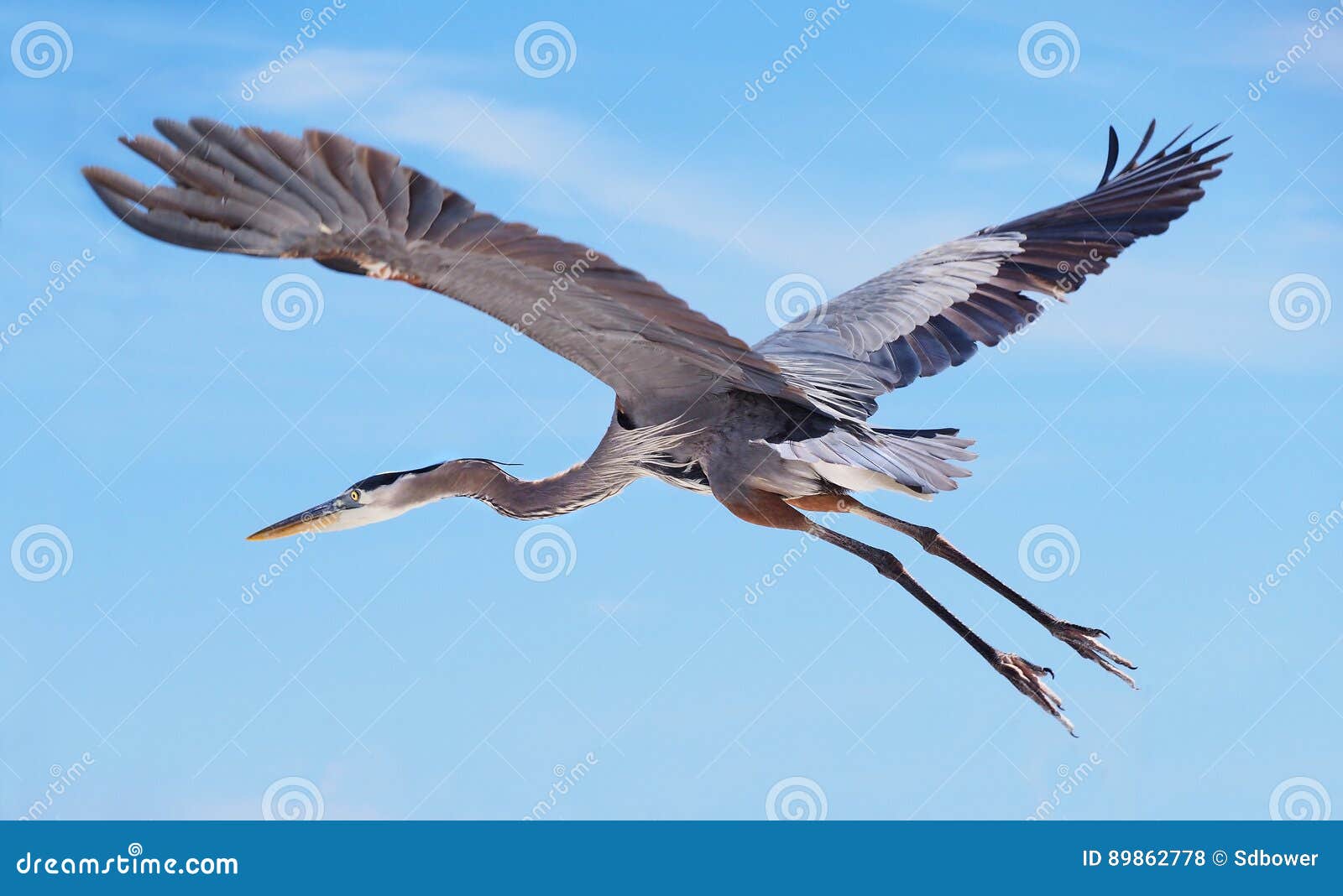 Great Blue Heron Flight Stock Photos - Download 3,825 Royalty Free Photos