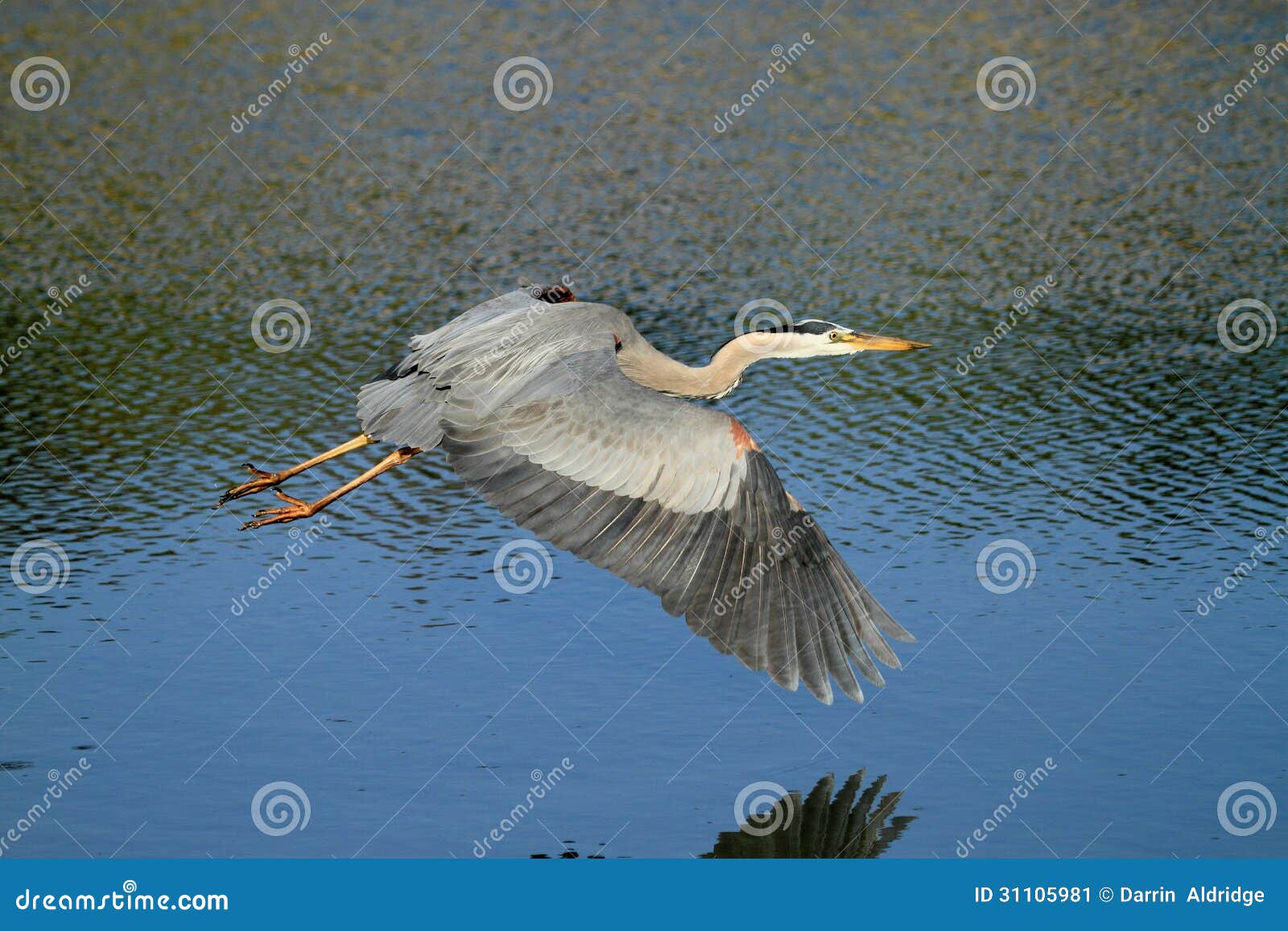 Great Blue Heron in Flight stock image. Image of takeoff - 31105981