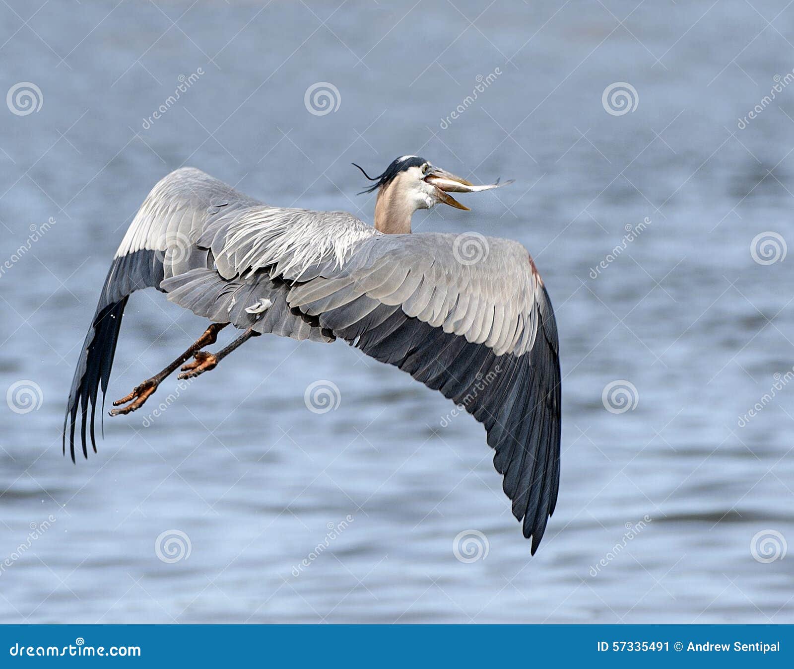 Great Blue Heron in Flight with Fish Stock Image - Image of neck ...