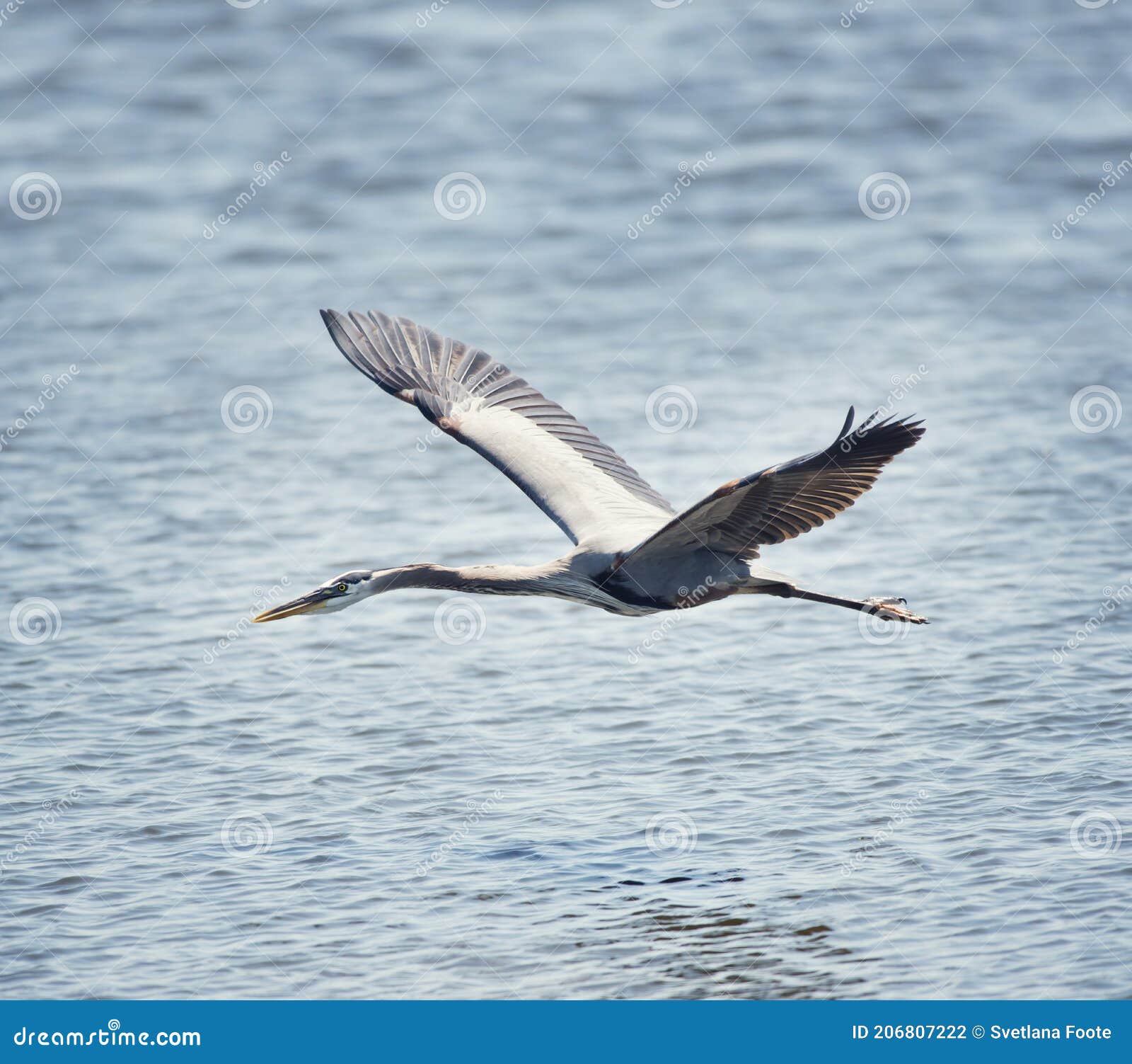 Great Blue Heron in Flight stock photo. Image of wildlife - 206807222
