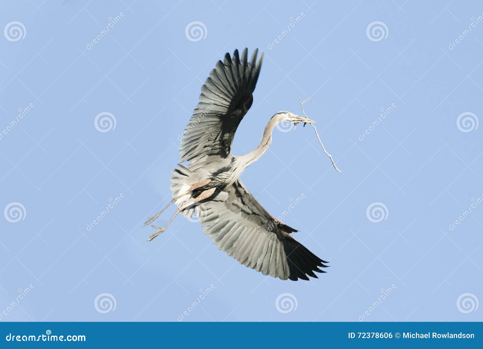 Great Blue Heron in Flight Isolated Stock Photo - Image of nature ...