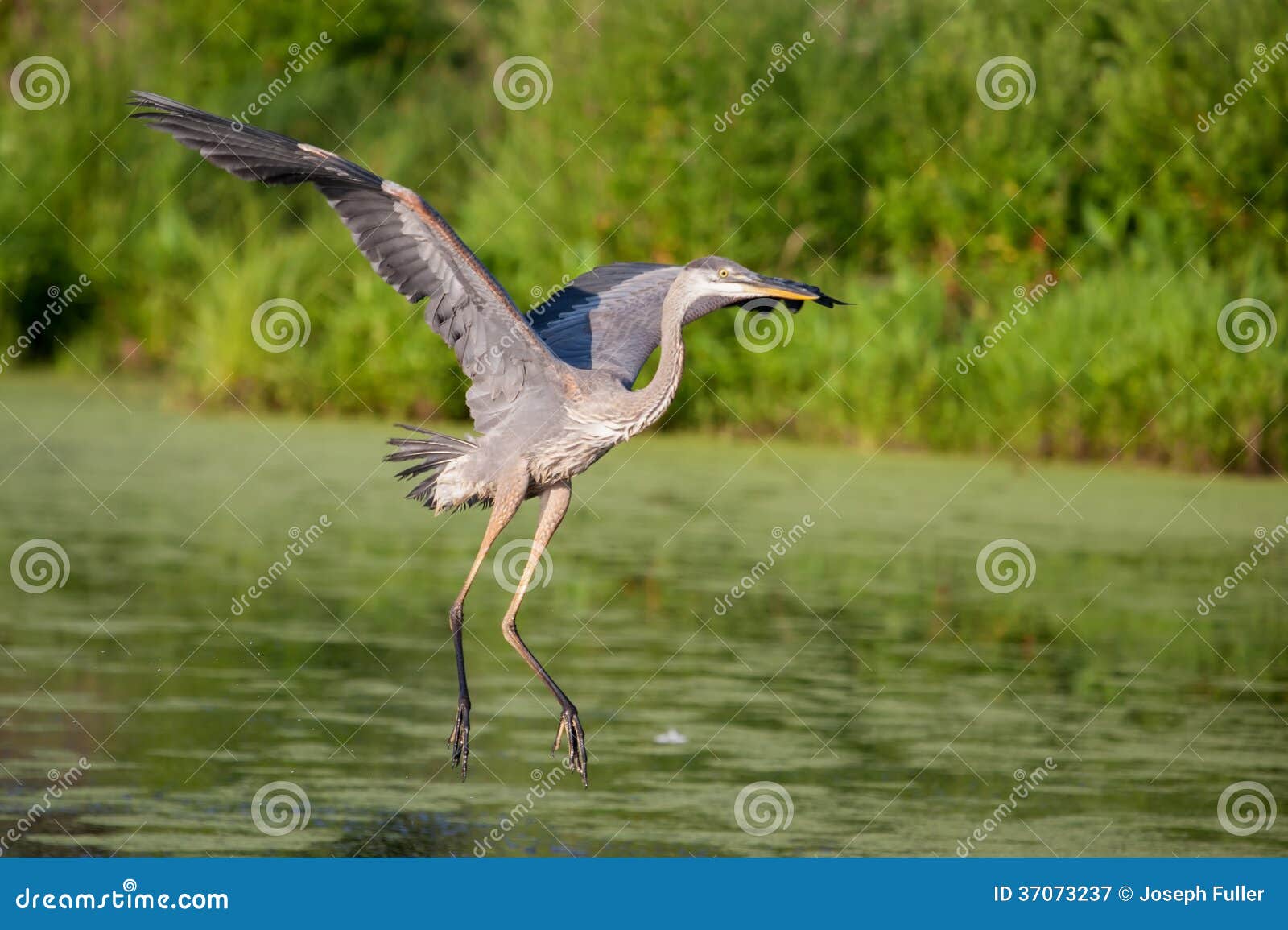 Great Blue Heron in Flight stock image. Image of herodias - 37073237