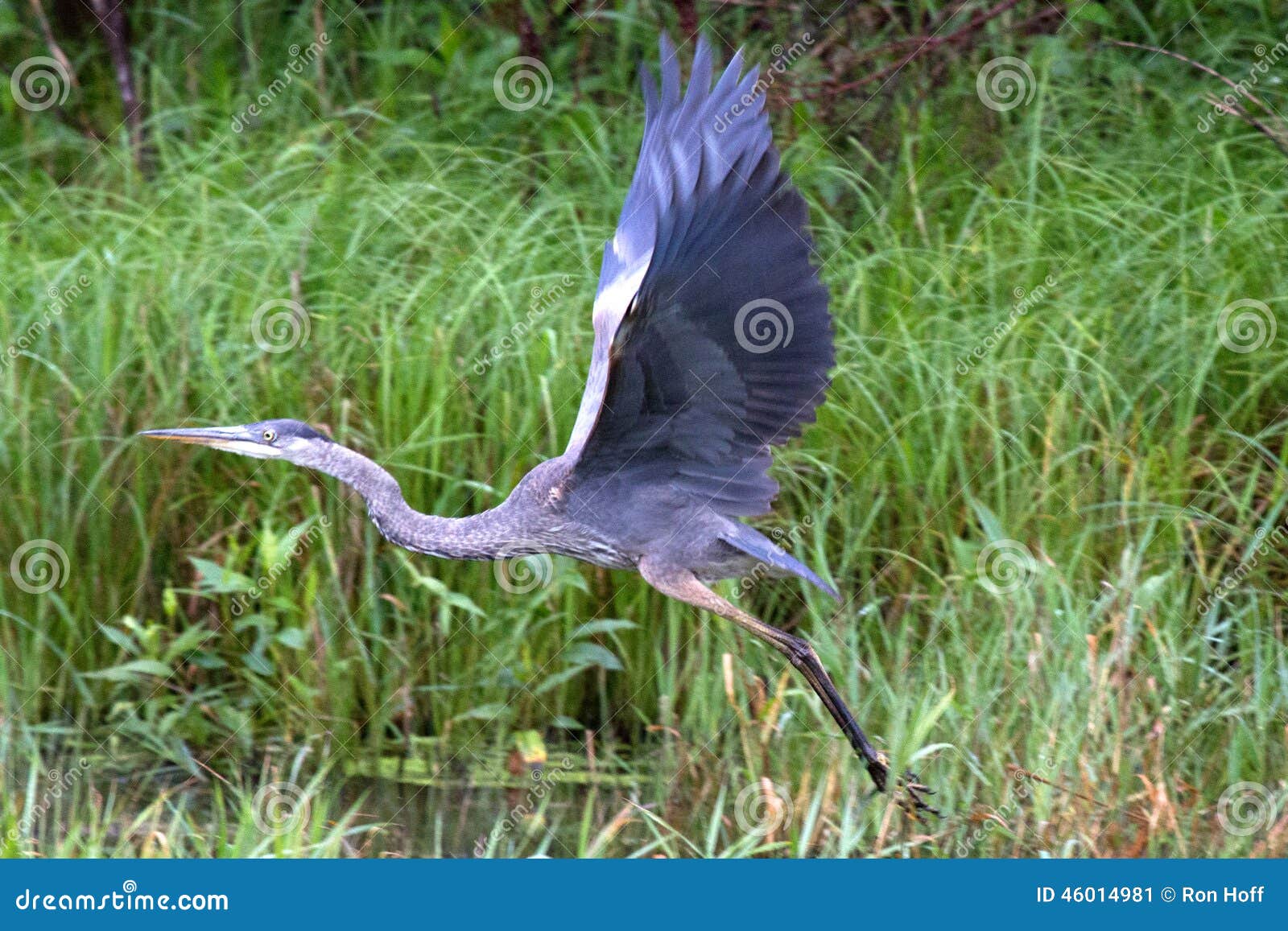 Great Blue Heron in Flight stock image. Image of flight - 46014981
