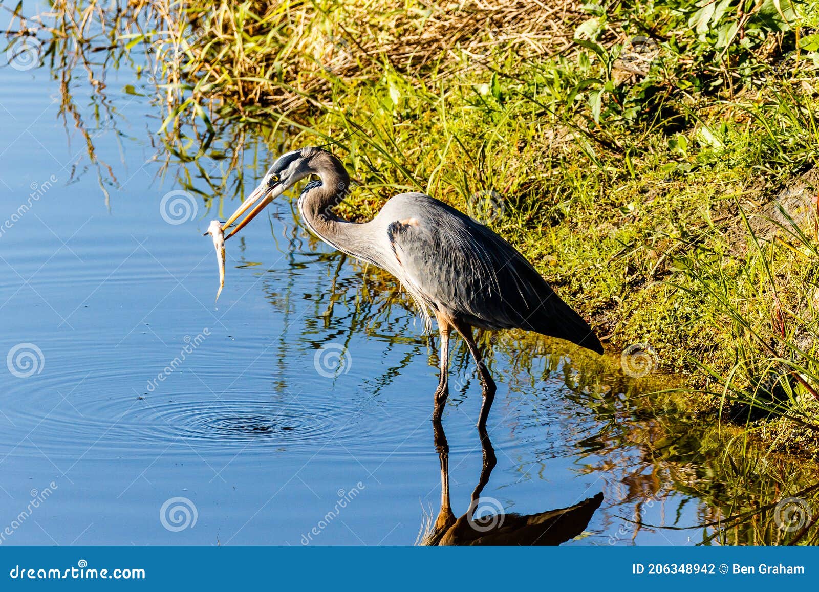 Great Blue Heron Florida stock photo. Image of refuge - 206348942