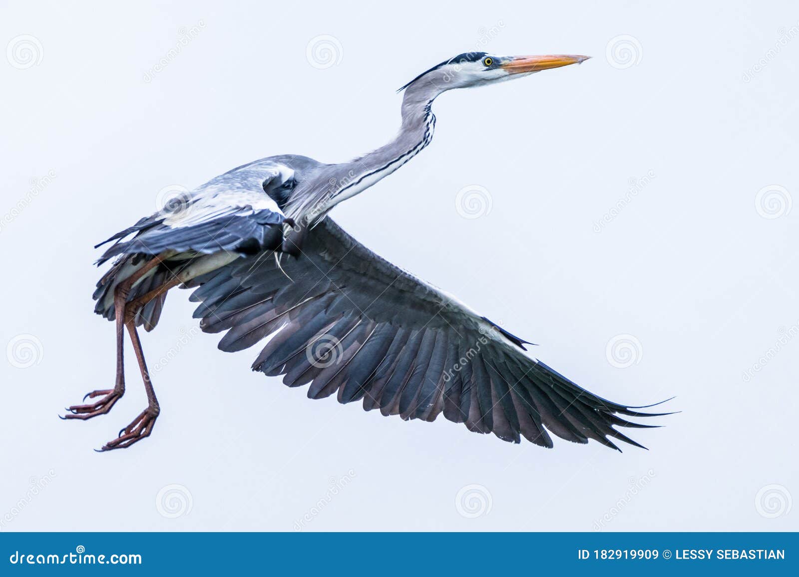 GREAT blue heron flying stock image. Image of great - 182919909