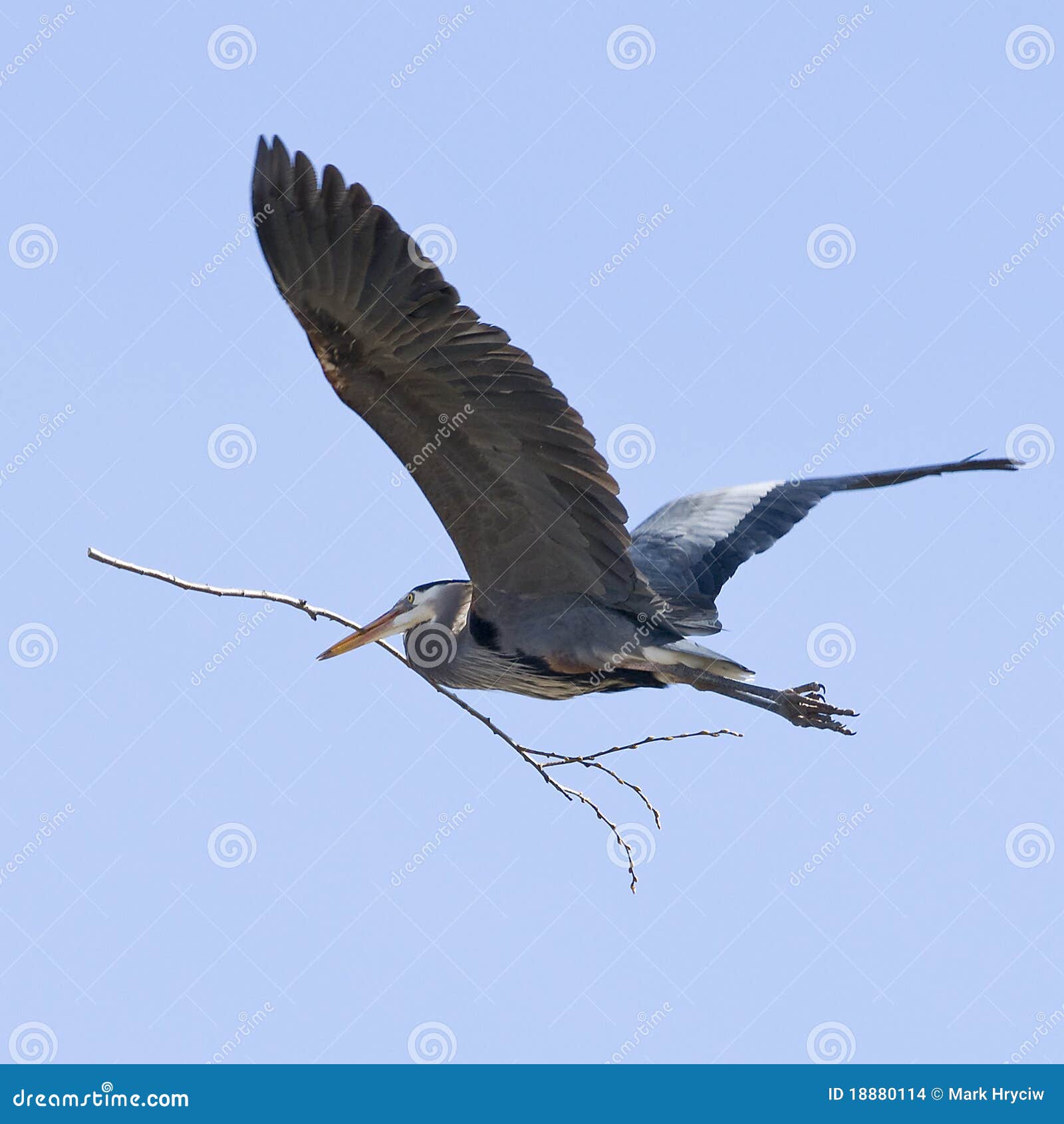 Great Blue Heron Flying stock photo. Image of stick, nest - 18880114