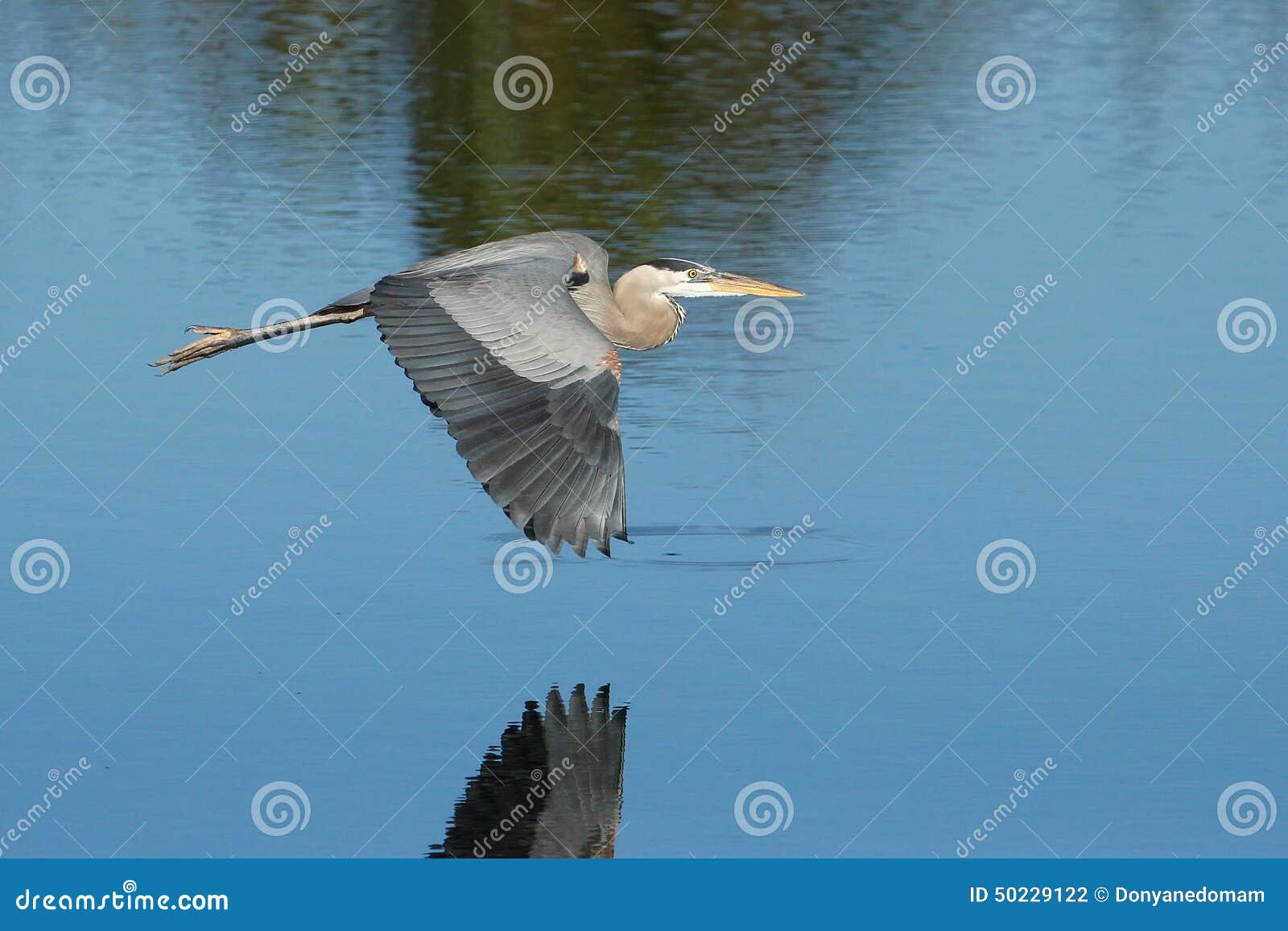 Great Blue Heron Flying Above the Water Stock Photo - Image of fish ...