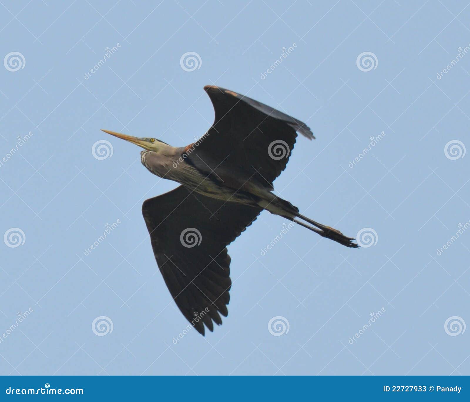 Great Blue Heron Flying from Below Stock Image - Image of glide, bill ...