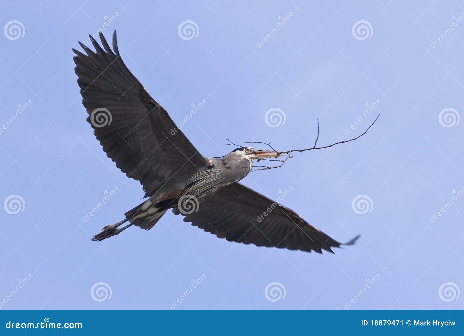 Great Blue Heron Flying Flight Stock Image - Image of wings, beak: 18879471