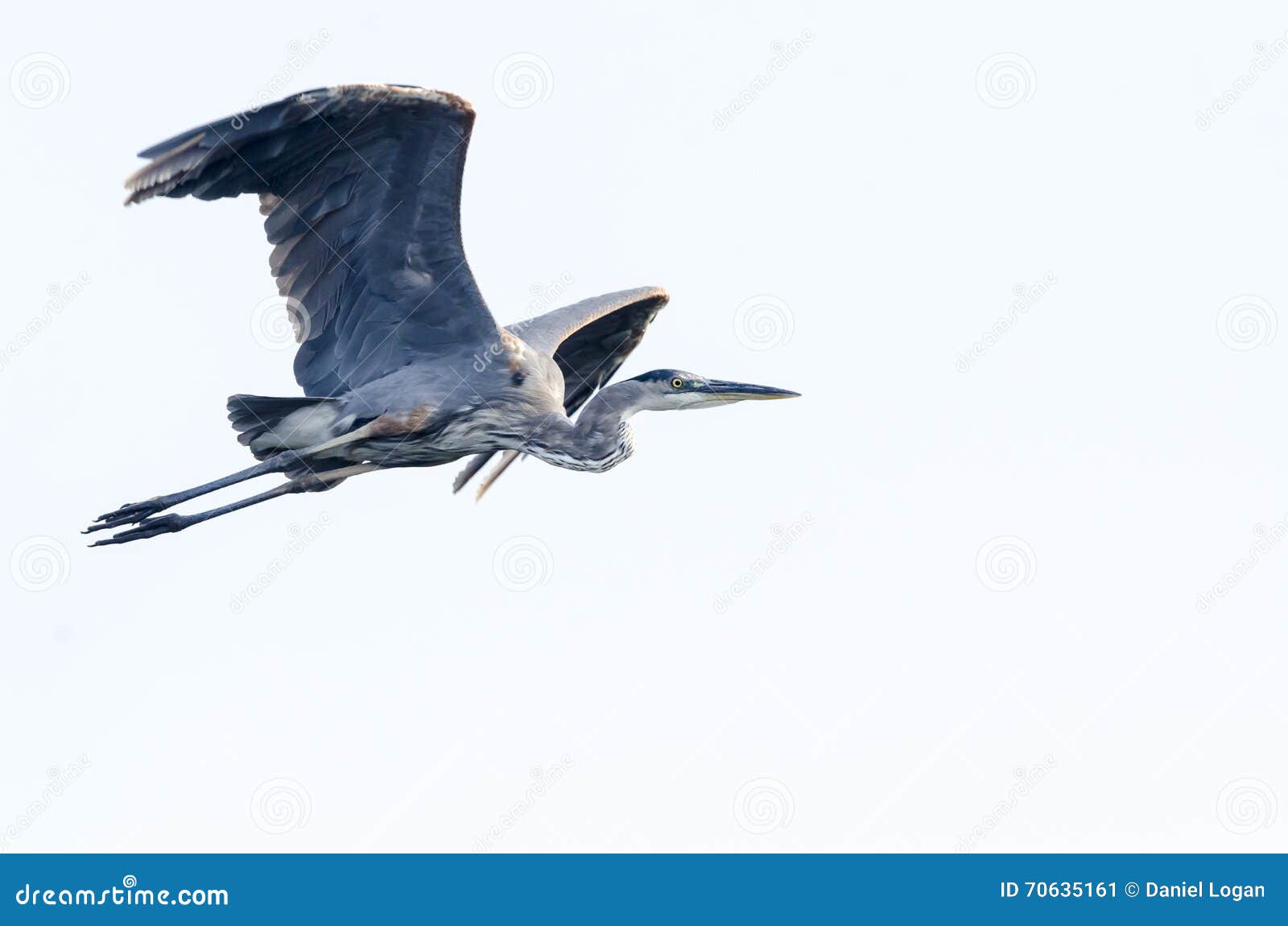 Great Blue Heron Flying Left To Right Stock Image - Image of bird ...