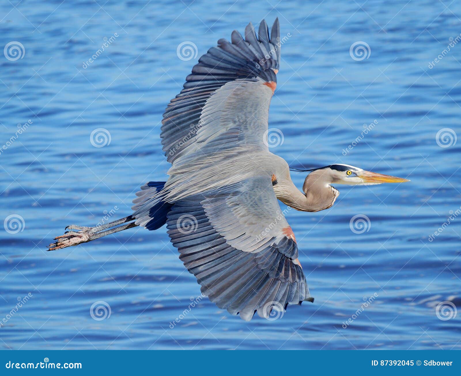 Great Blue Heron Flying Over the Ocean Stock Image - Image of beach ...