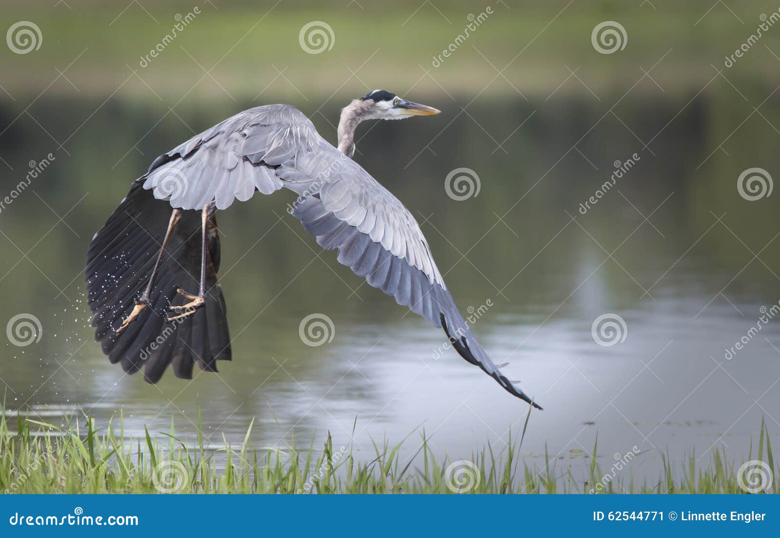 Great Blue Heron stock image. Image of animal, flight - 62544771