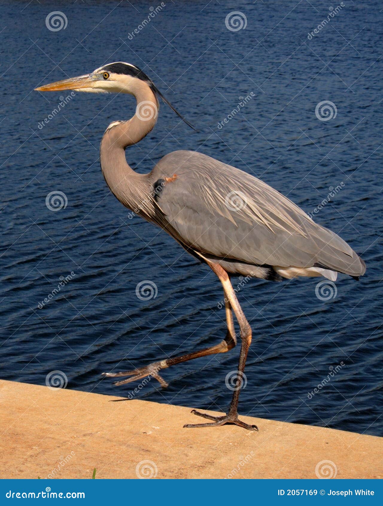Great Blue Heron Got a Leg Up Stock Image - Image of intercoastal ...