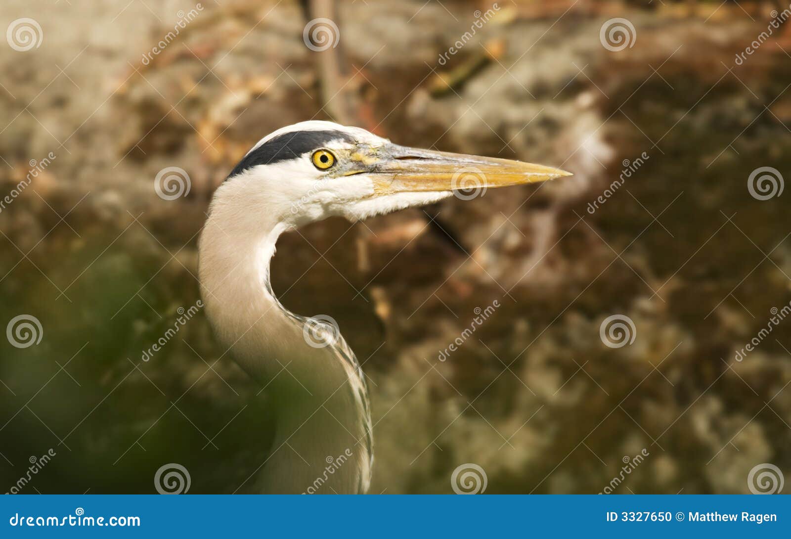 Great Blue Heron Head stock photo. Image of nature, arboretum - 3327650