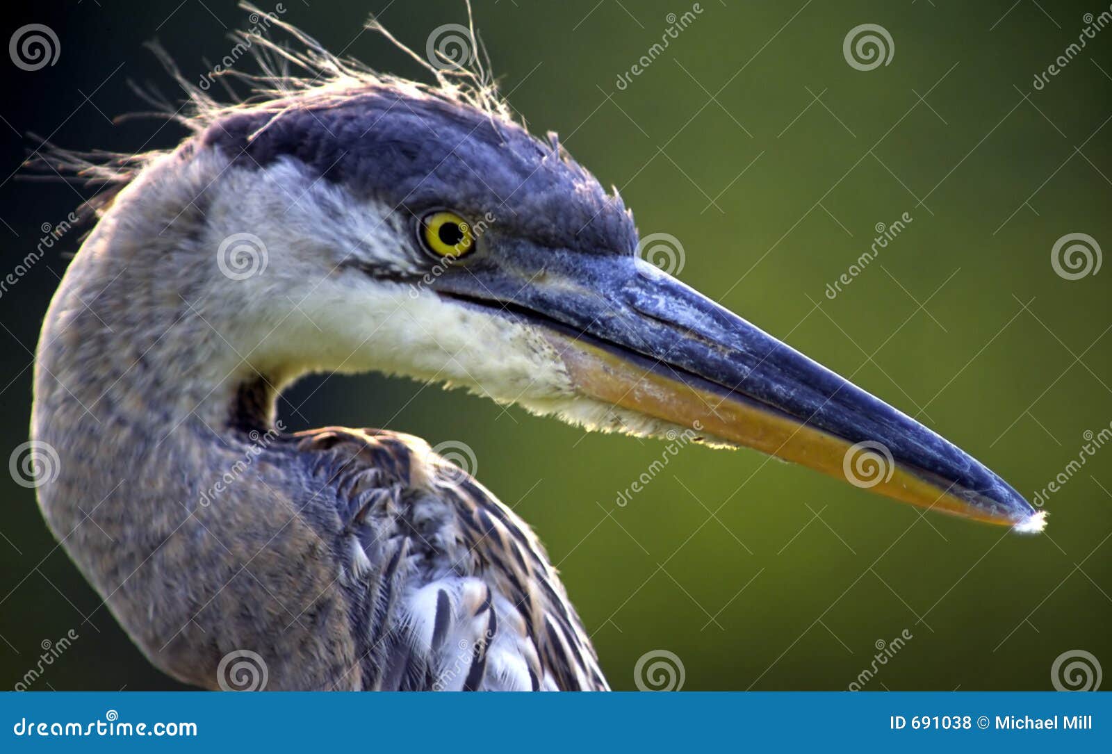Great Blue Heron Head Shot stock photo. Image of pruning - 691038