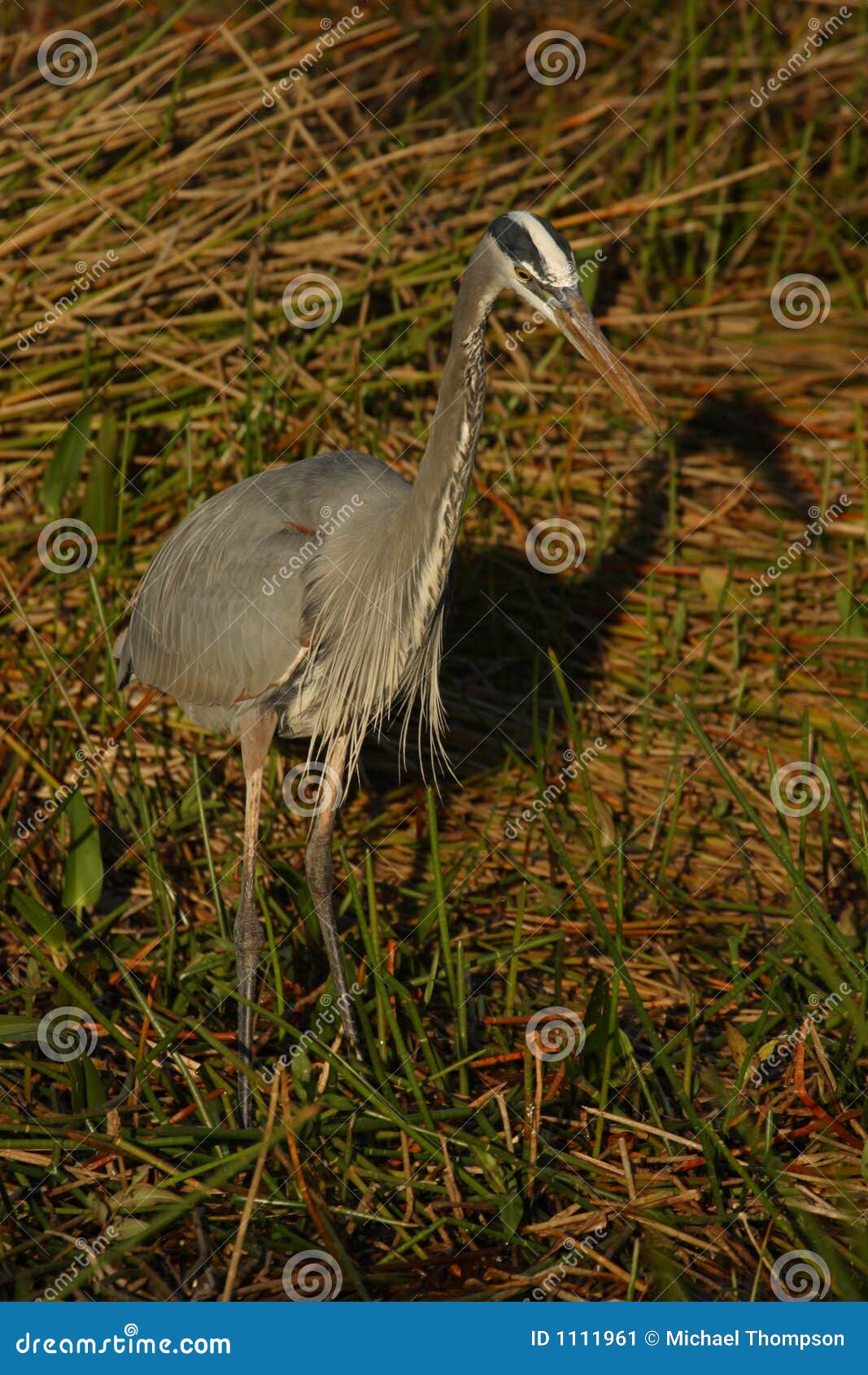 Great Blue Heron Hunting stock image. Image of anhinga - 1111961