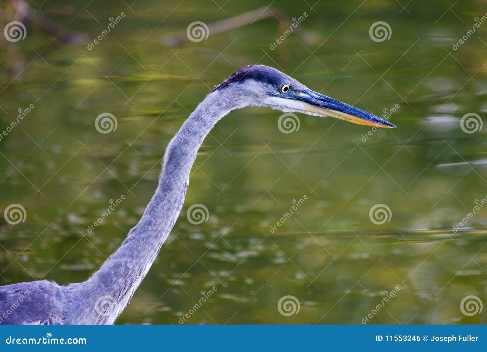 Great Blue Heron Hunting. stock photo. Image of feathers - 11553246