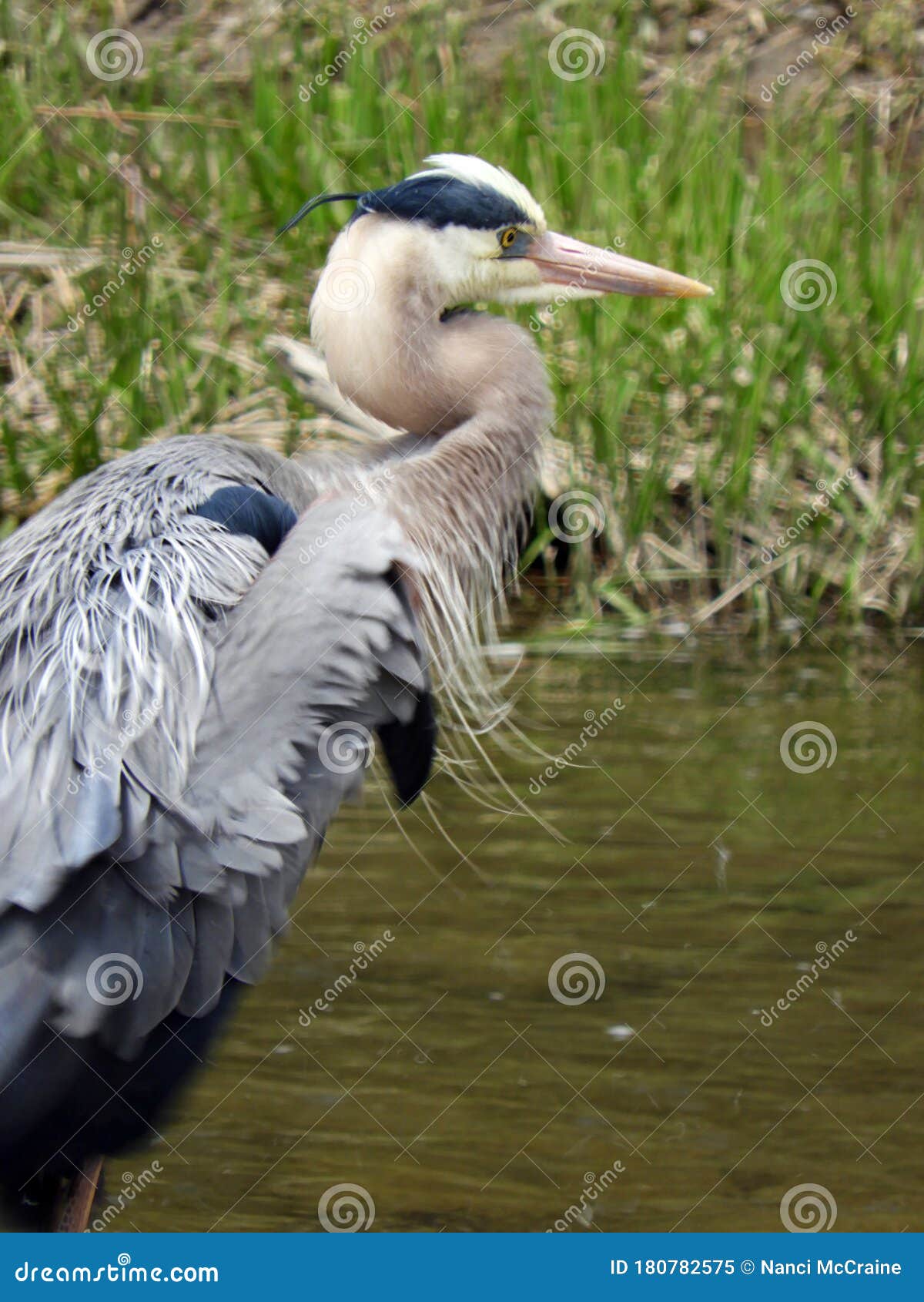 Great Blue Heron Hunting on Fall Creek Ithaca Stock Image - Image of ...