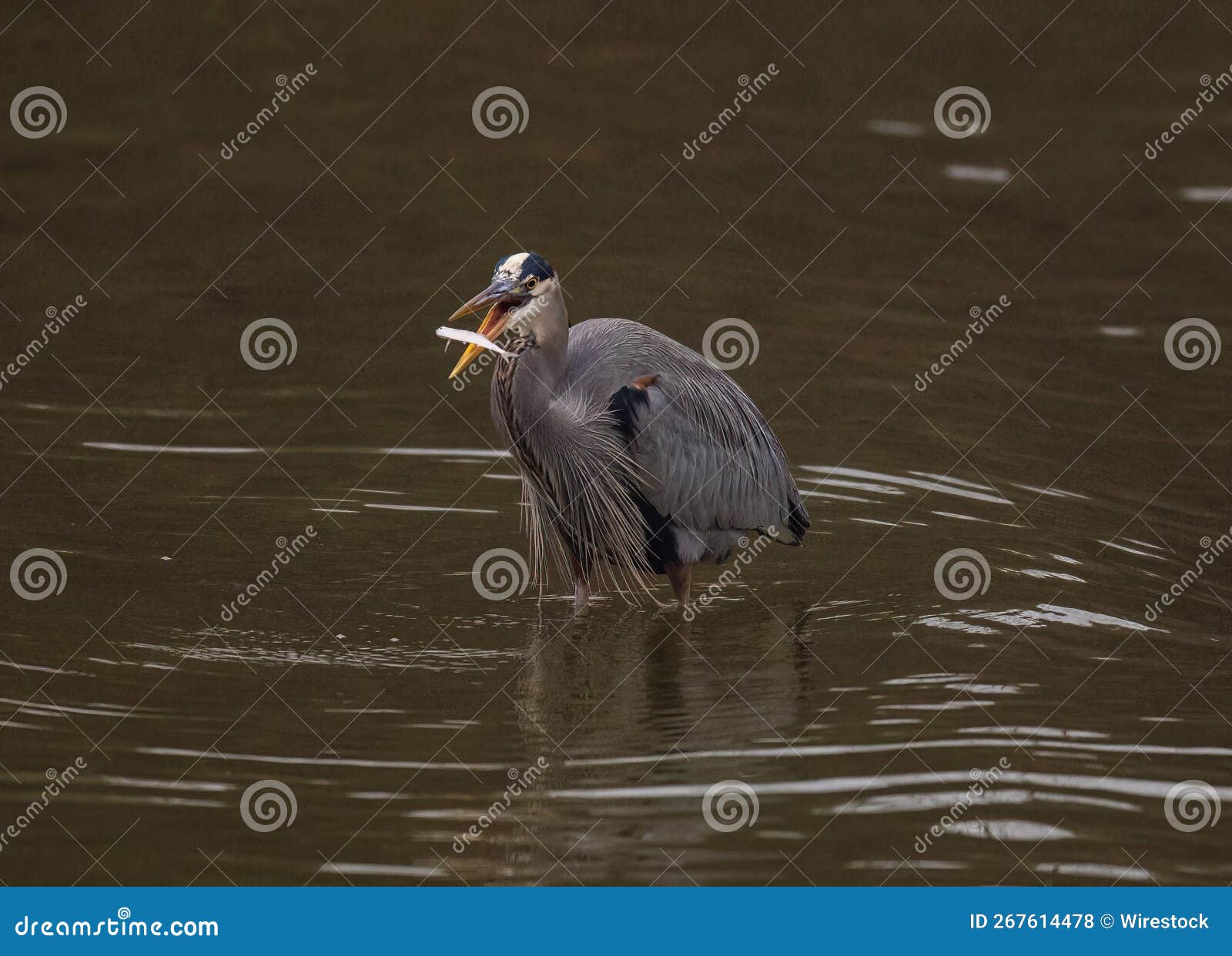 Great Blue Heron in the Lake Catching a Fish Stock Photo - Image of ...