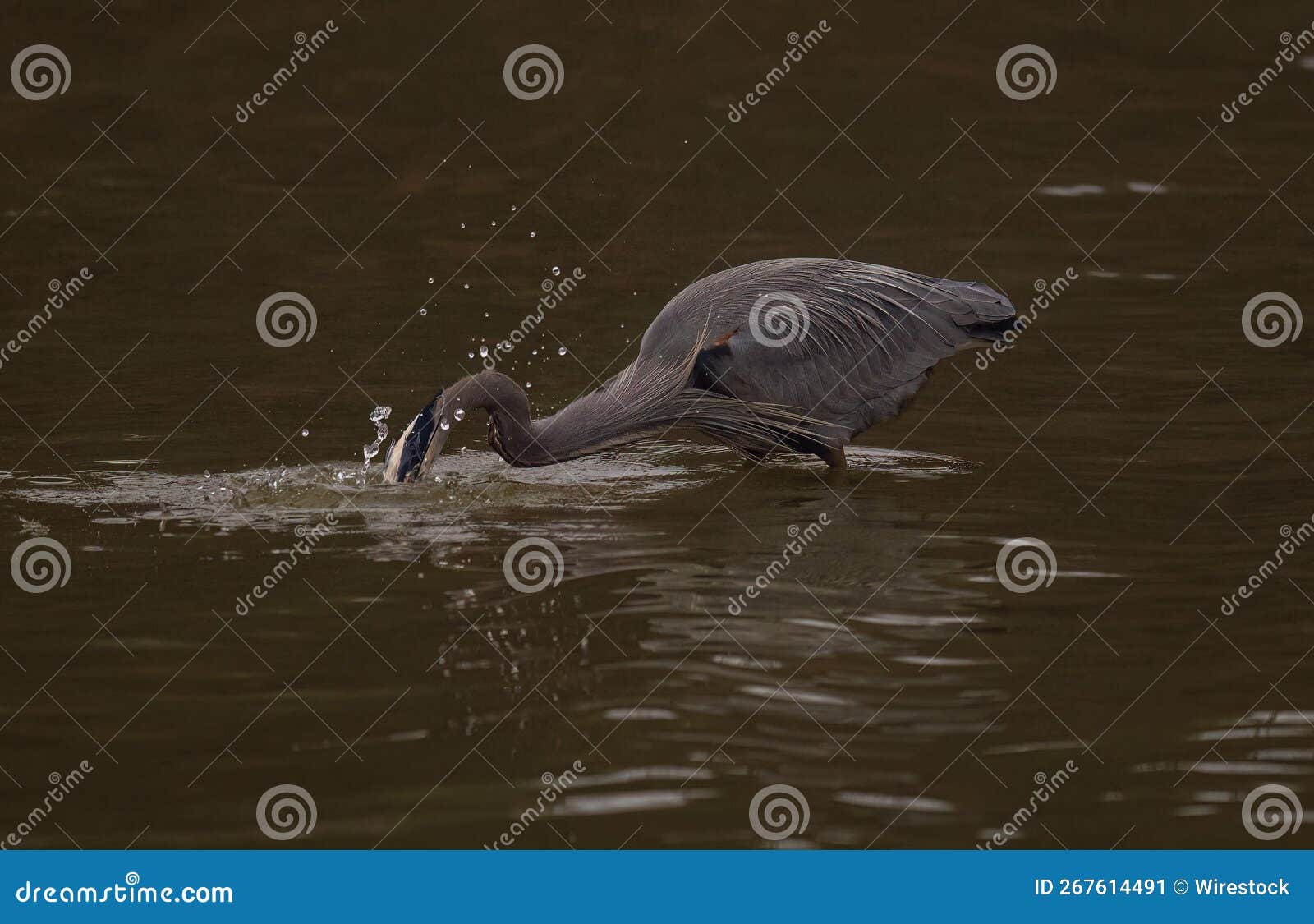 Great Blue Heron in the Lake Catching a Fish Stock Image - Image of ...