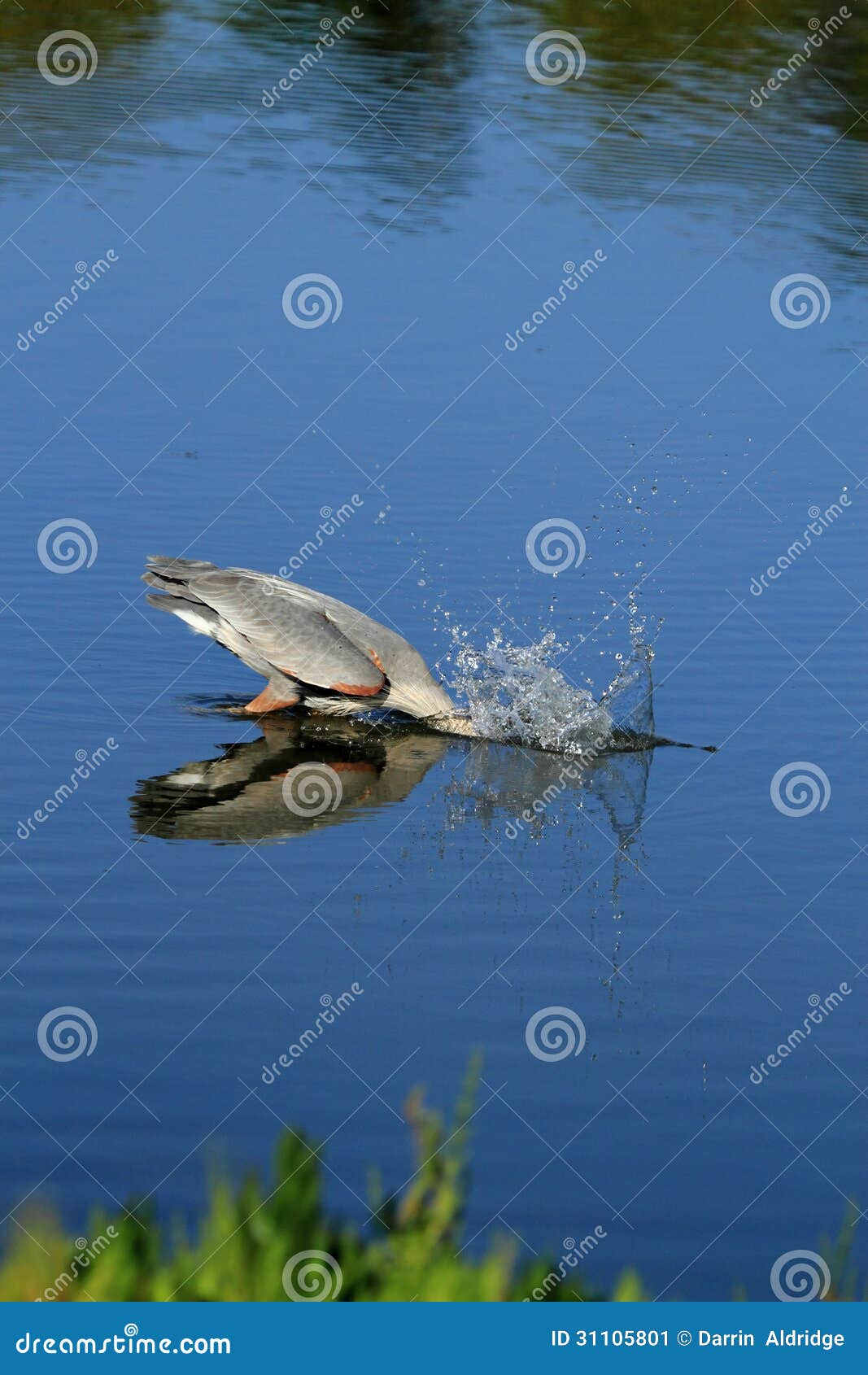 Great Blue Heron on lake stock image. Image of diving - 31105801