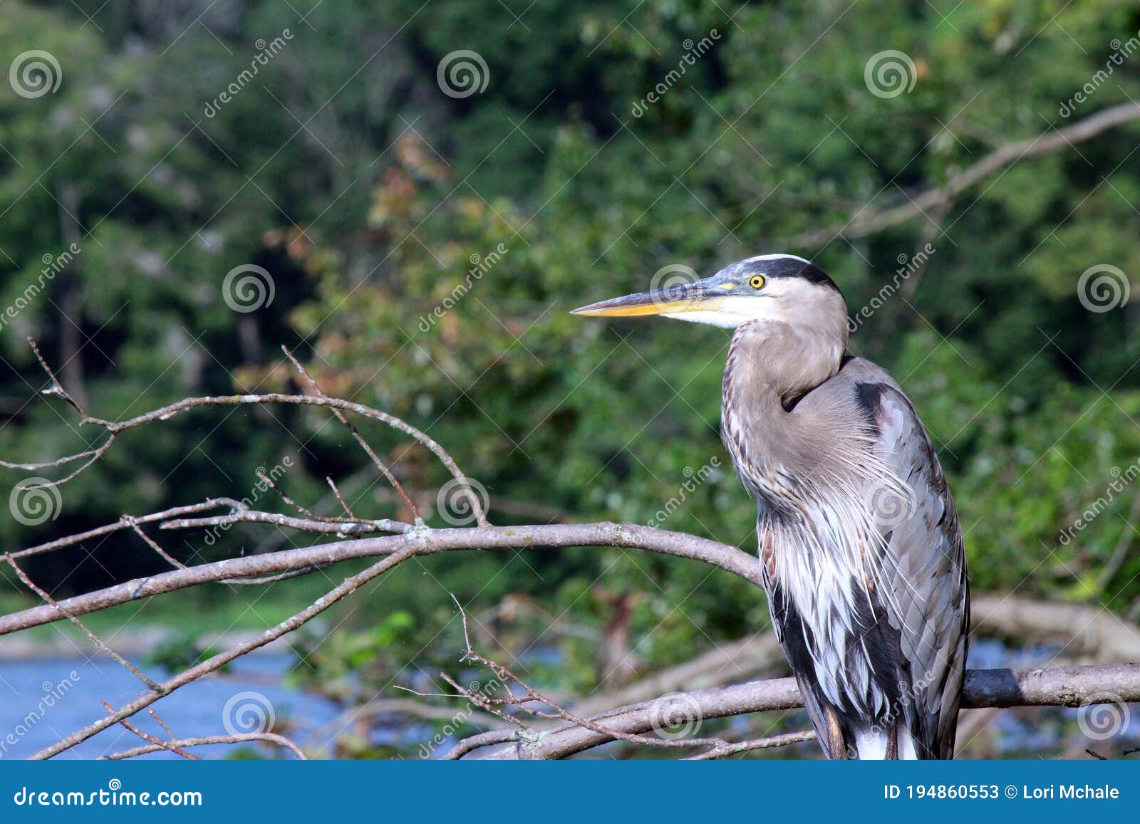 Great Blue Heron in the Morning Light Stock Image - Image of breakfast ...