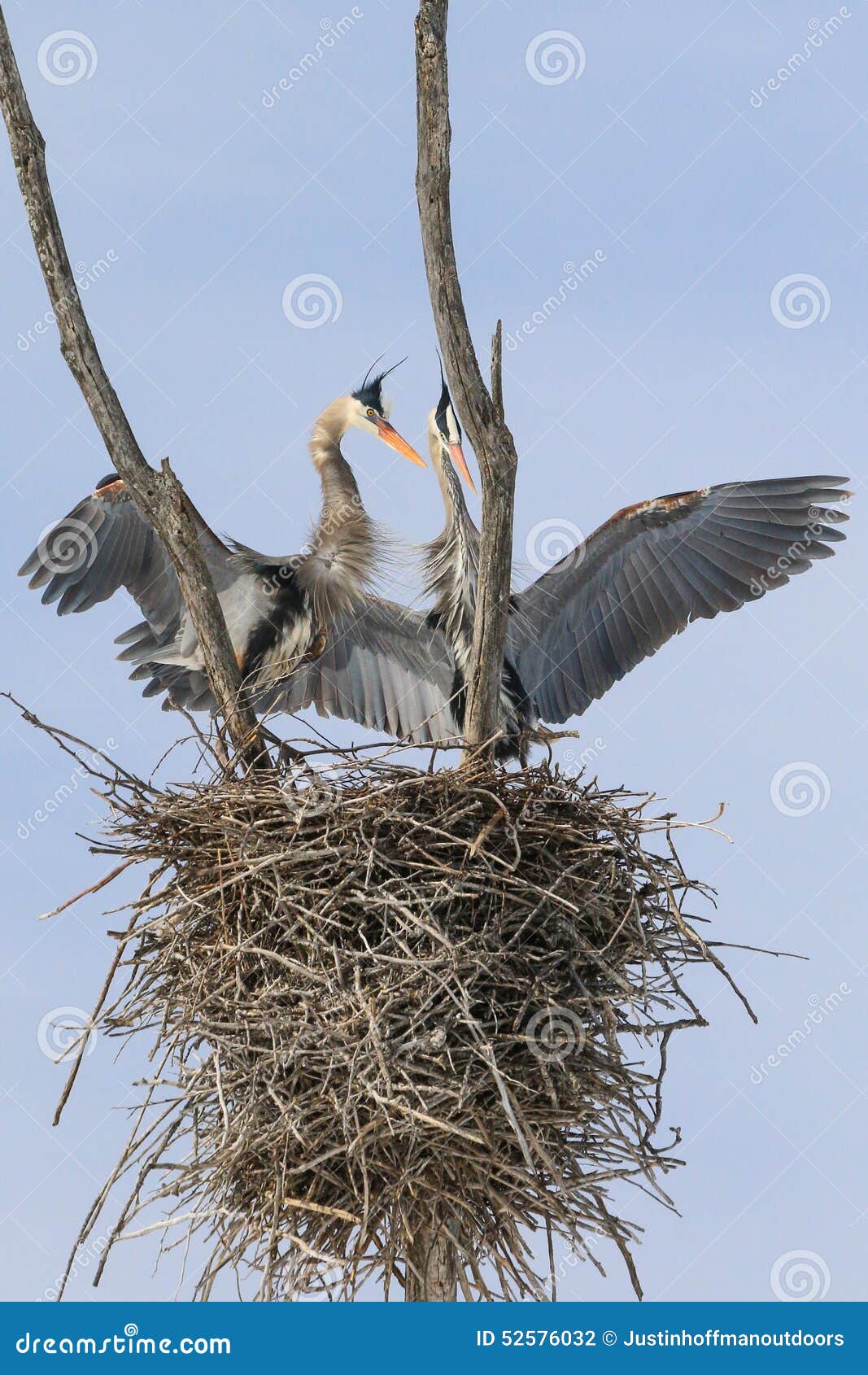 Great Blue Heron Nesting Pair Stock Photo - Image of great, feather ...
