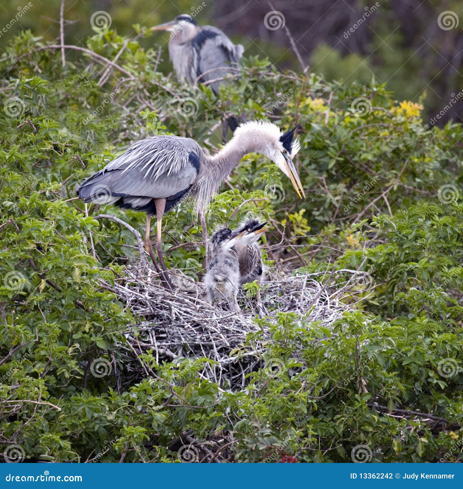 Great Blue Heron Pair with Babies Stock Photo - Image of ecology, heron ...