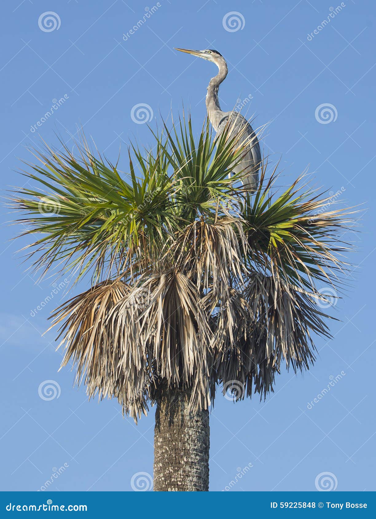 Great Blue Heron on a Palm Tree Stock Photo - Image of wild, egret ...