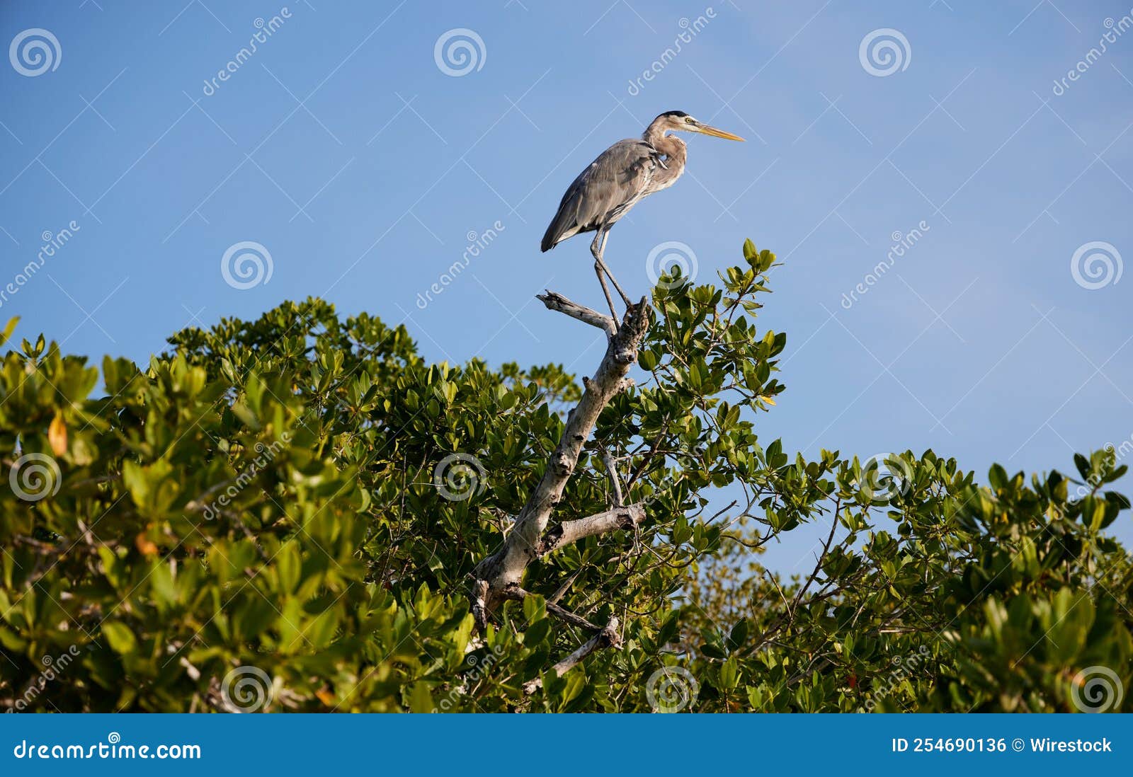 Great Blue Heron Perch on the Top of a Tree with Green Leaves Under a ...