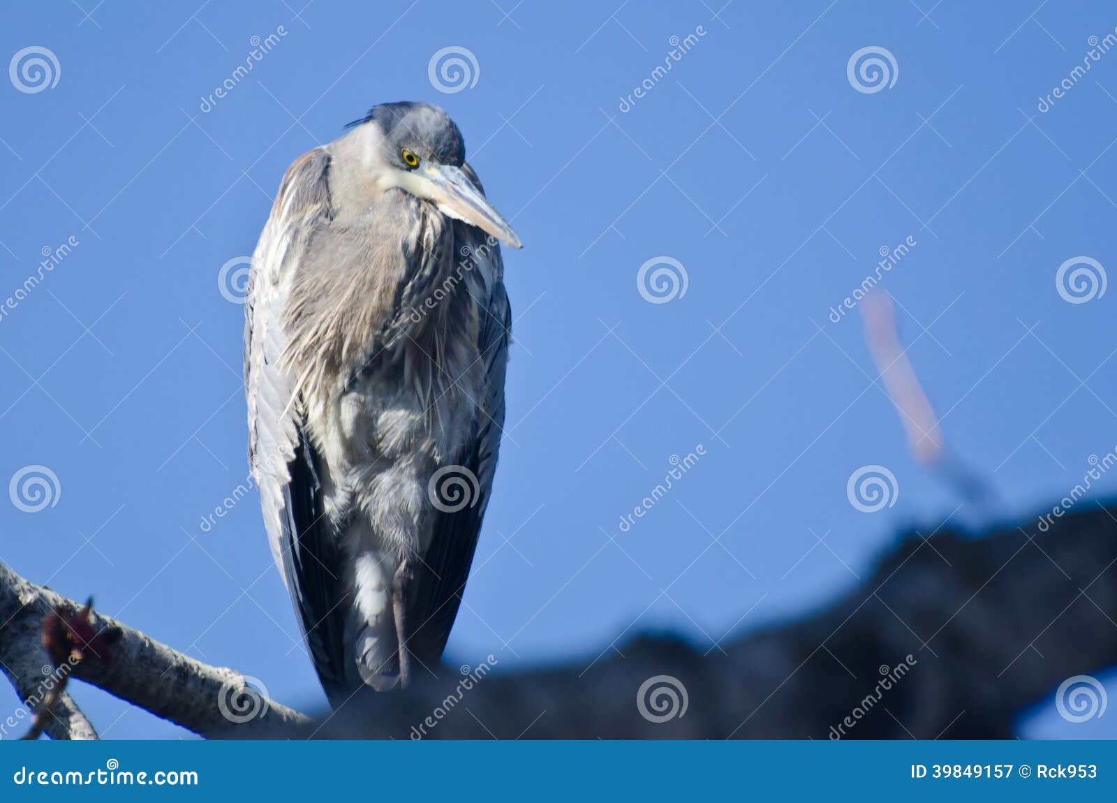 Great Blue Heron Perched in a Tree Stock Image - Image of elegant ...