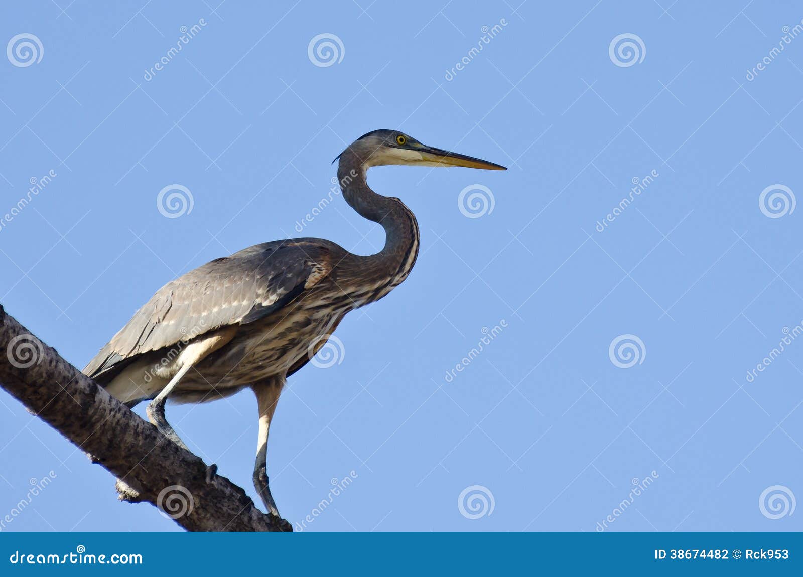 Great Blue Heron Perched in a Tree Stock Photo - Image of elegant, wild ...