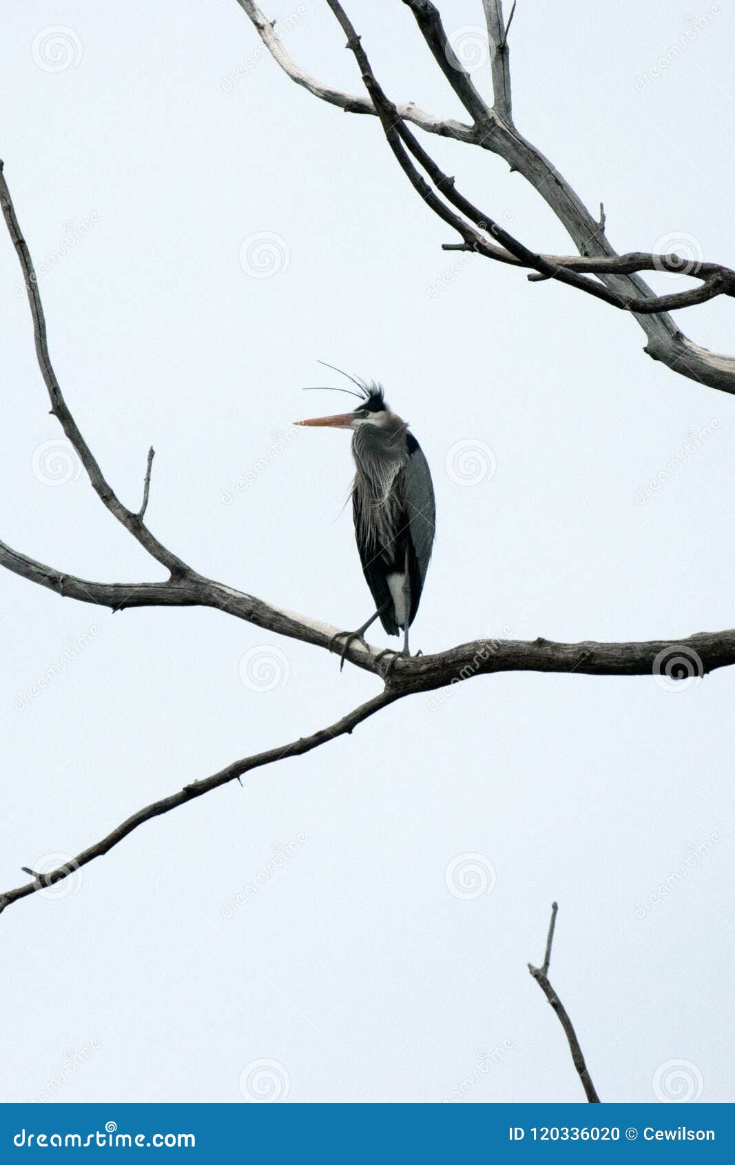 Wind-blown Heron stock photo. Image of armadillo, large - 120336020