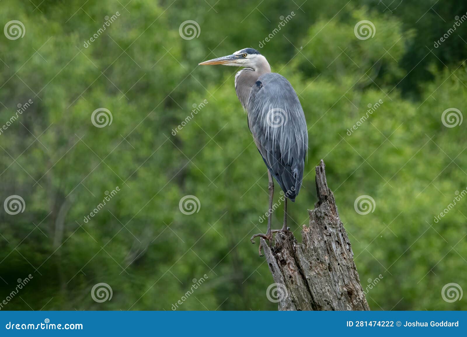 Great Blue Heron Perching on Broken Tree Stump Stock Photo - Image of ...