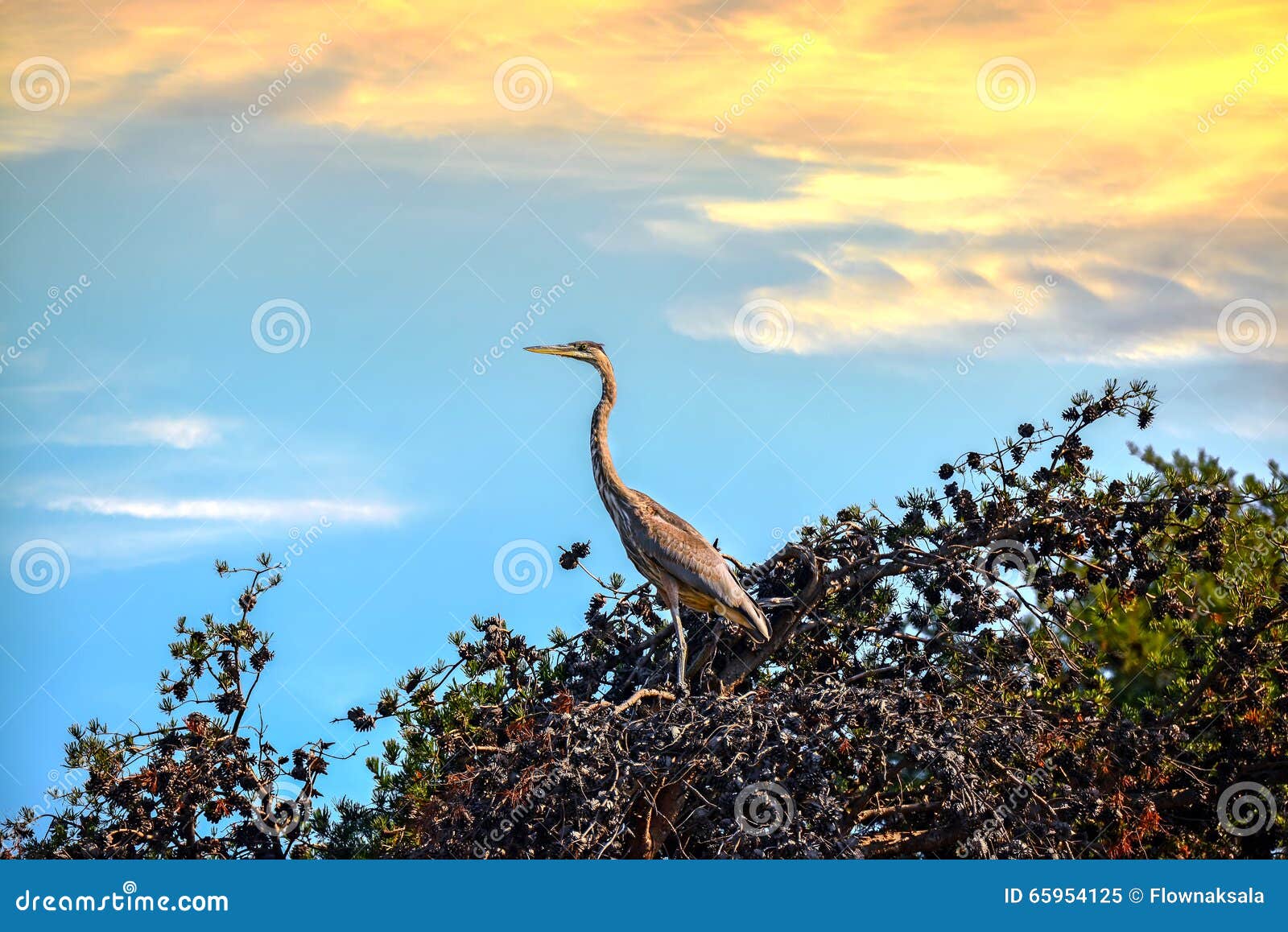 Great Blue Heron in a Pine Tree at Sunset Stock Image - Image of tree ...