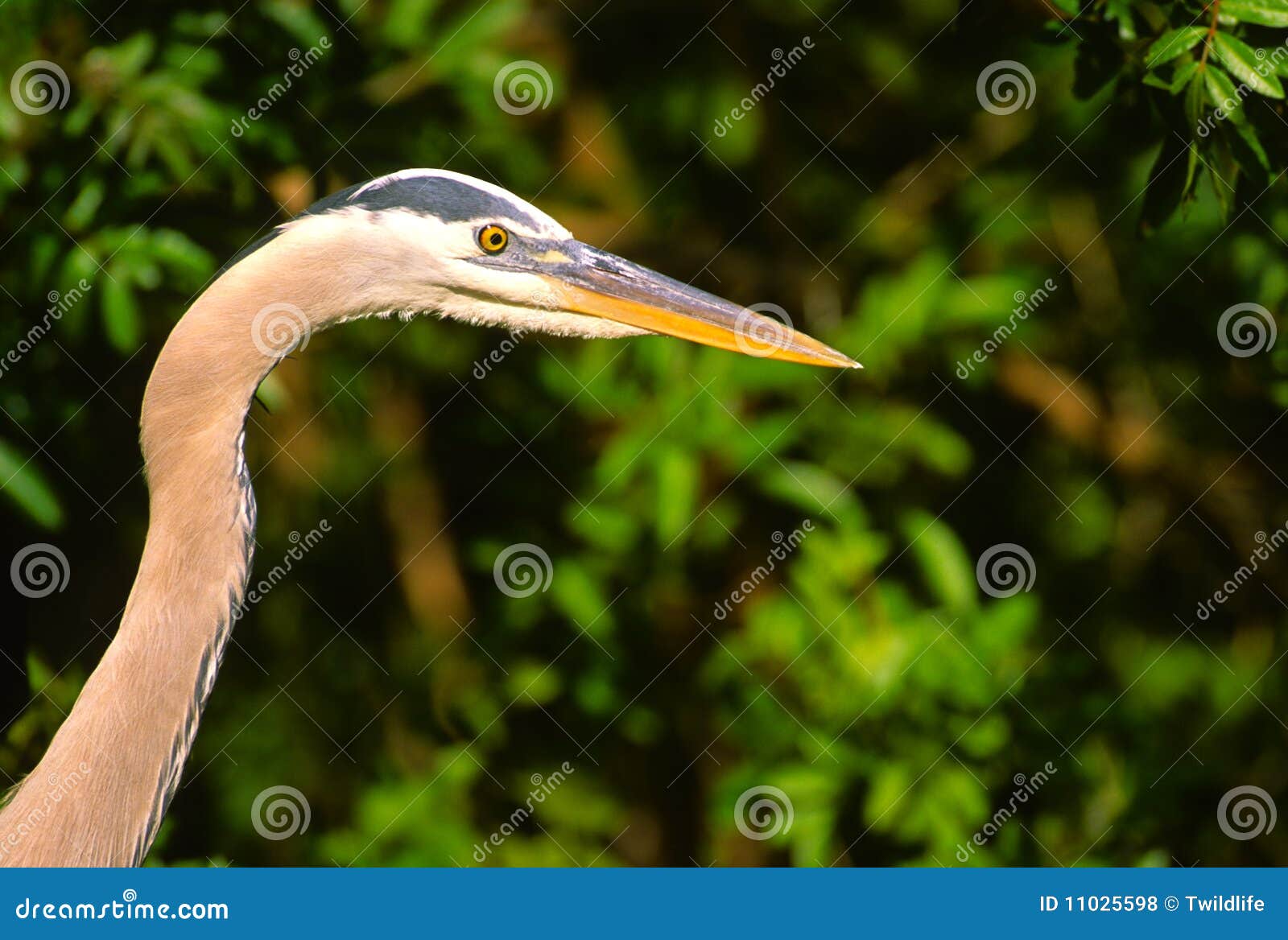 Great Blue Heron Portrait stock photo. Image of shorebird - 11025598