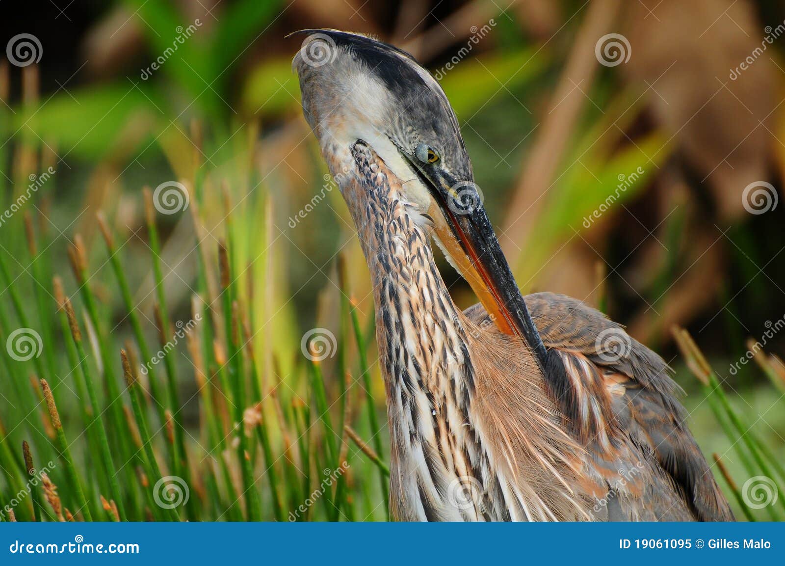 Great Blue Heron Preening stock image. Image of fishing - 19061095