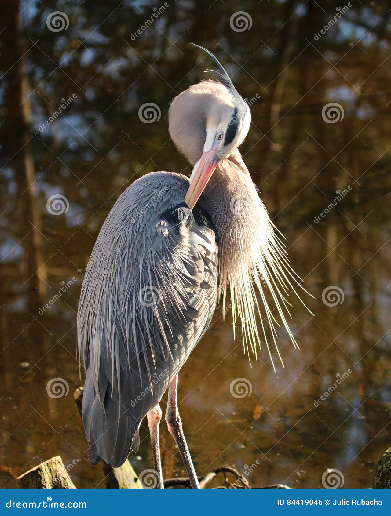 Great blue heron preening stock photo. Image of great - 84419046