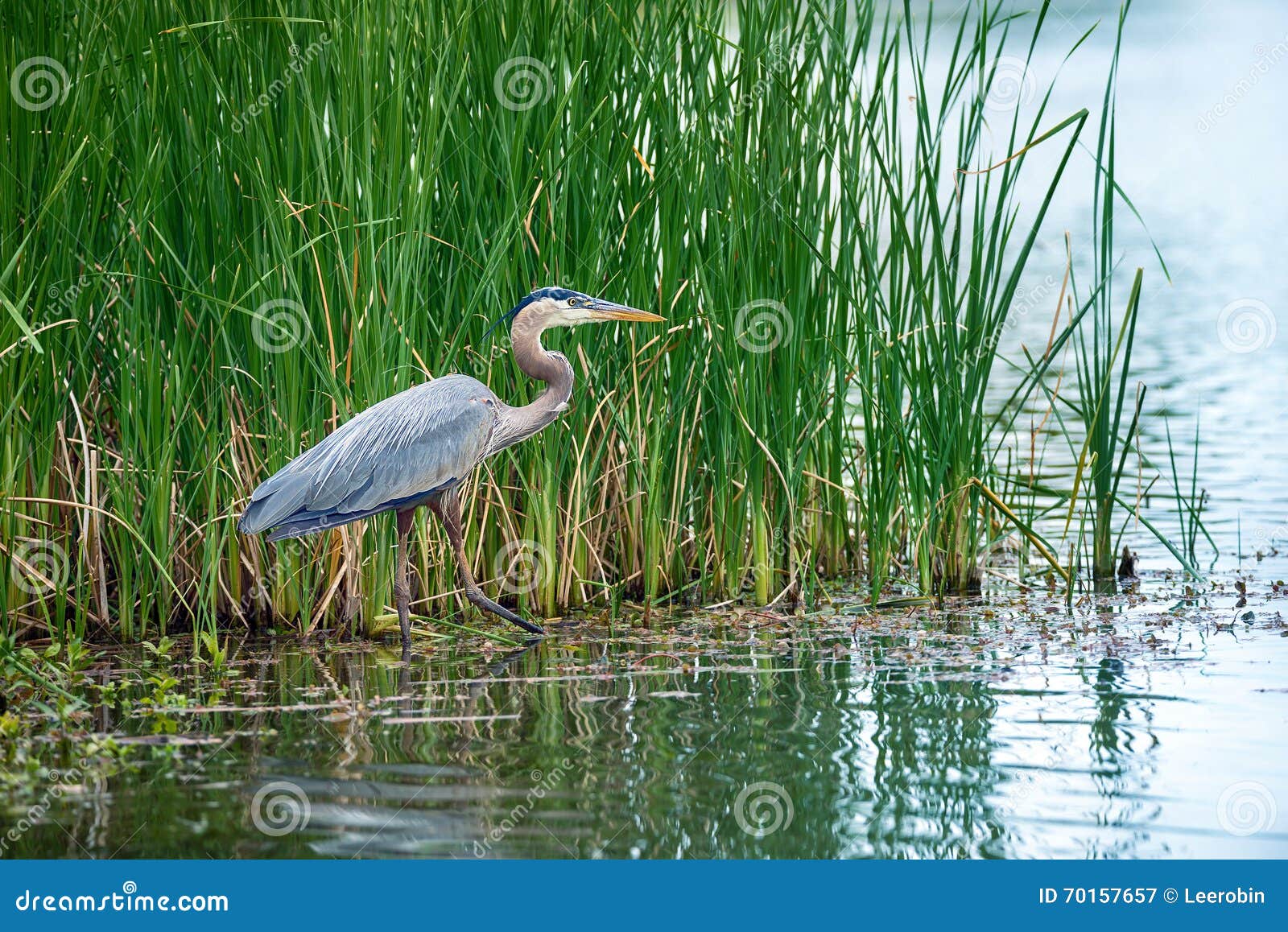 Great Blue Heron in the Reeds Stock Image - Image of plumes, lake: 70157657