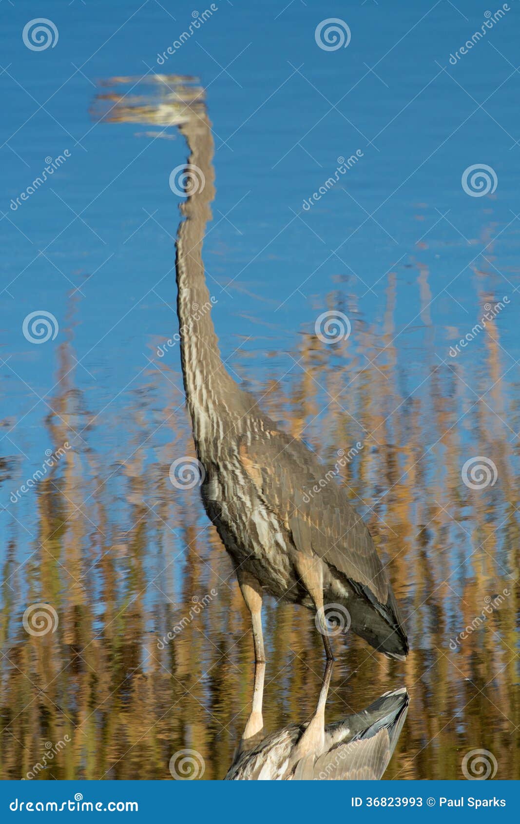 Great Blue Heron Reflection Stock Image - Image of water, reed: 36823993