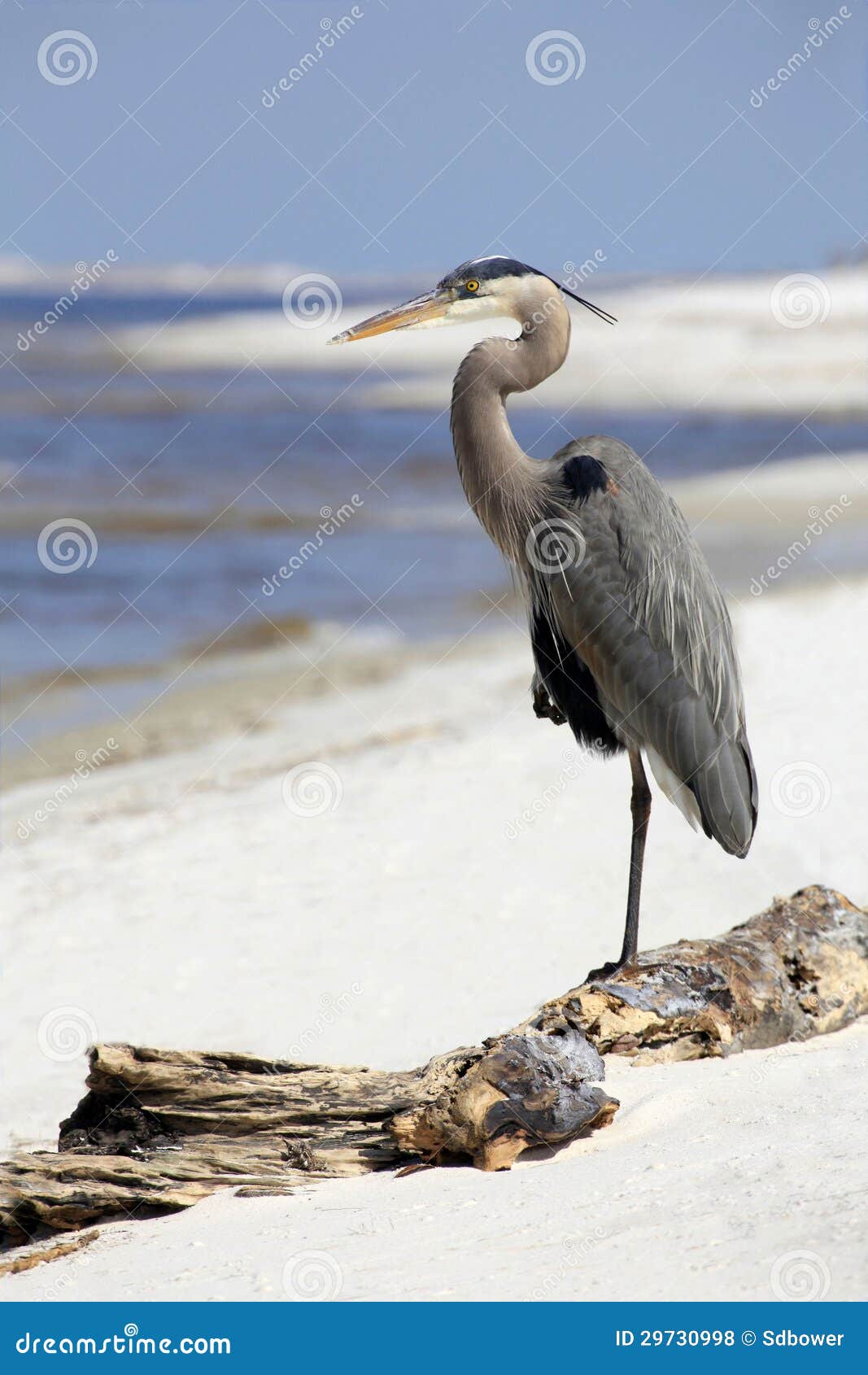 Great Blue Heron Resting on Florida Beach Stock Photo - Image of blue ...